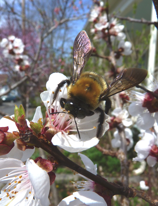 Three Bees | Kim Smith Films
