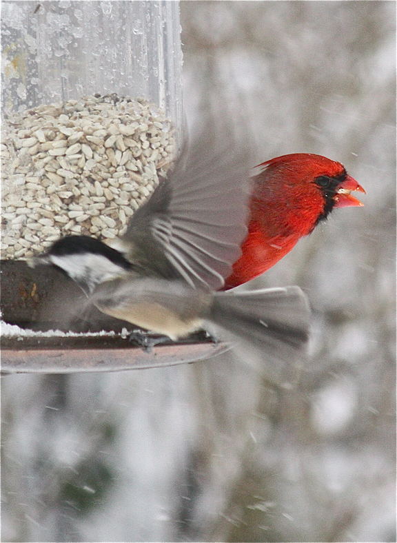 Cardinal Attacking Mirror | Kim Smith Films