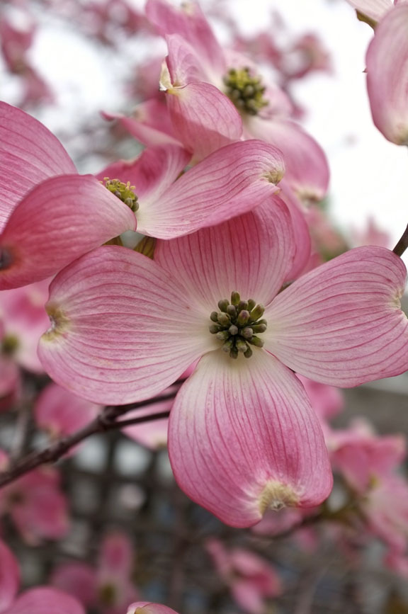 Native Flowering Dogwood | Kim Smith Films