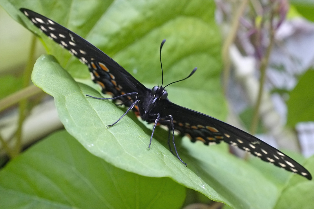 Life Story of the Black Swallowtail Butterfly | Kim Smith Films