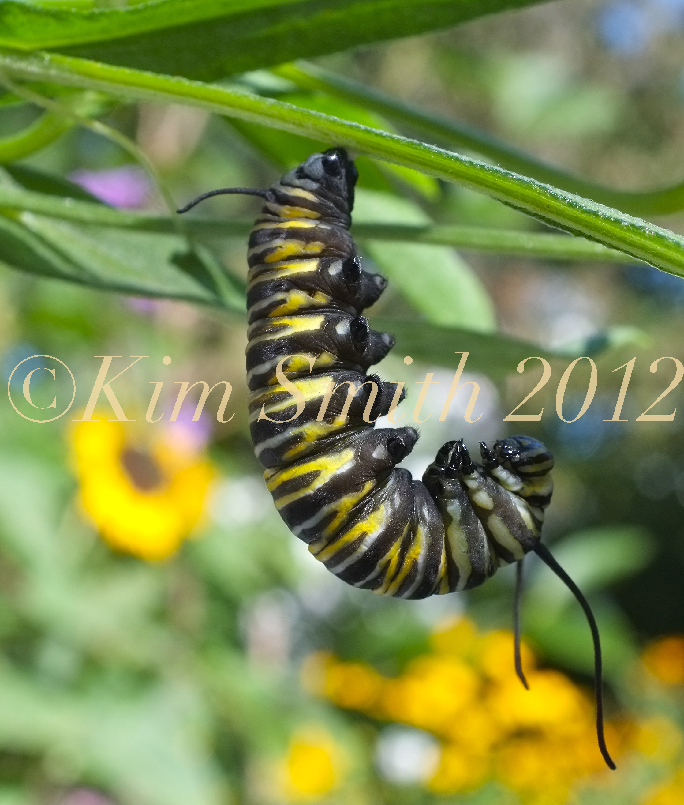 Monarch Caterpillar j-shape | Kim Smith Films
