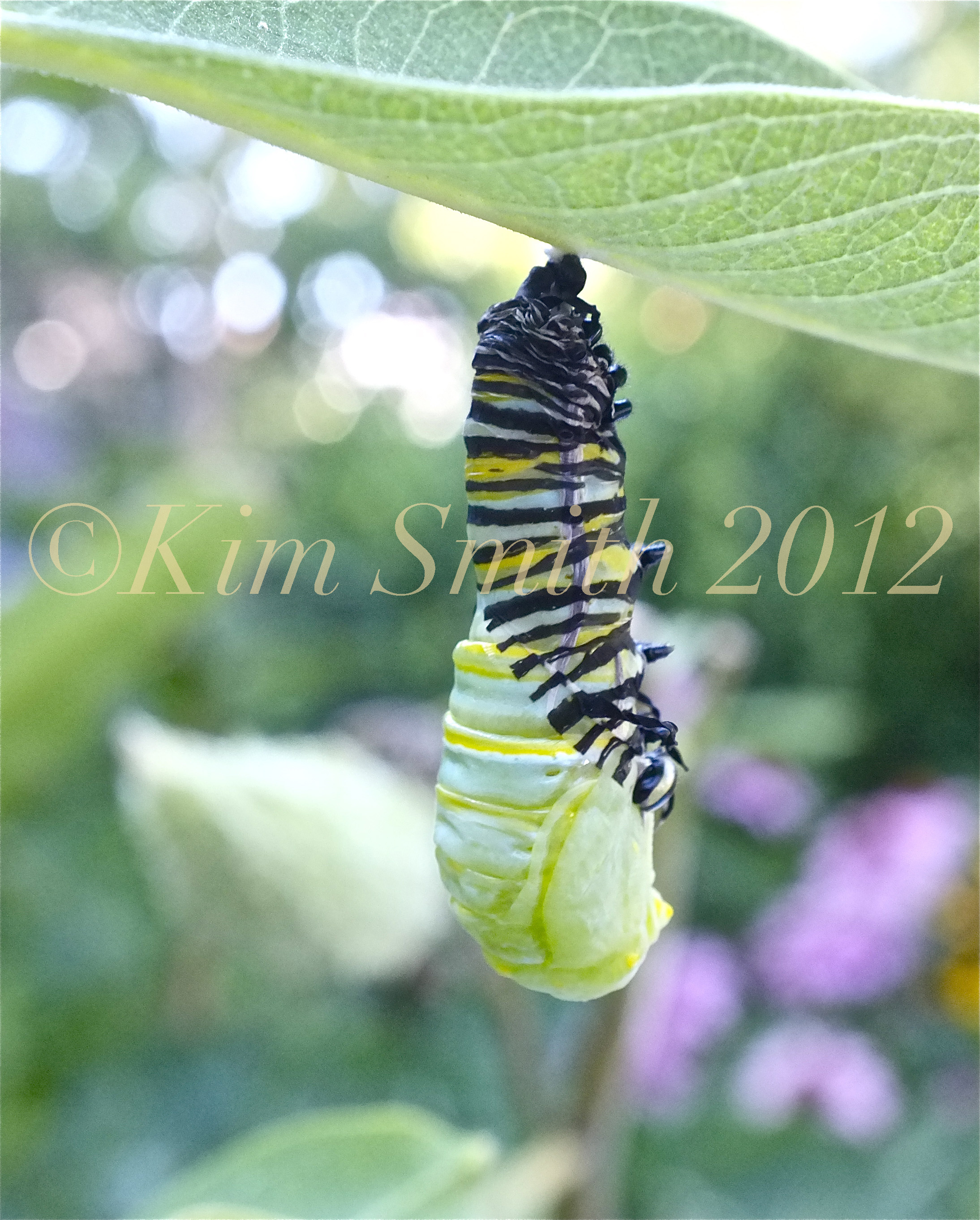 Monarch Caterpillar Pupating Shedding Skin –2 ©Kim Smith 2012 | Kim ...