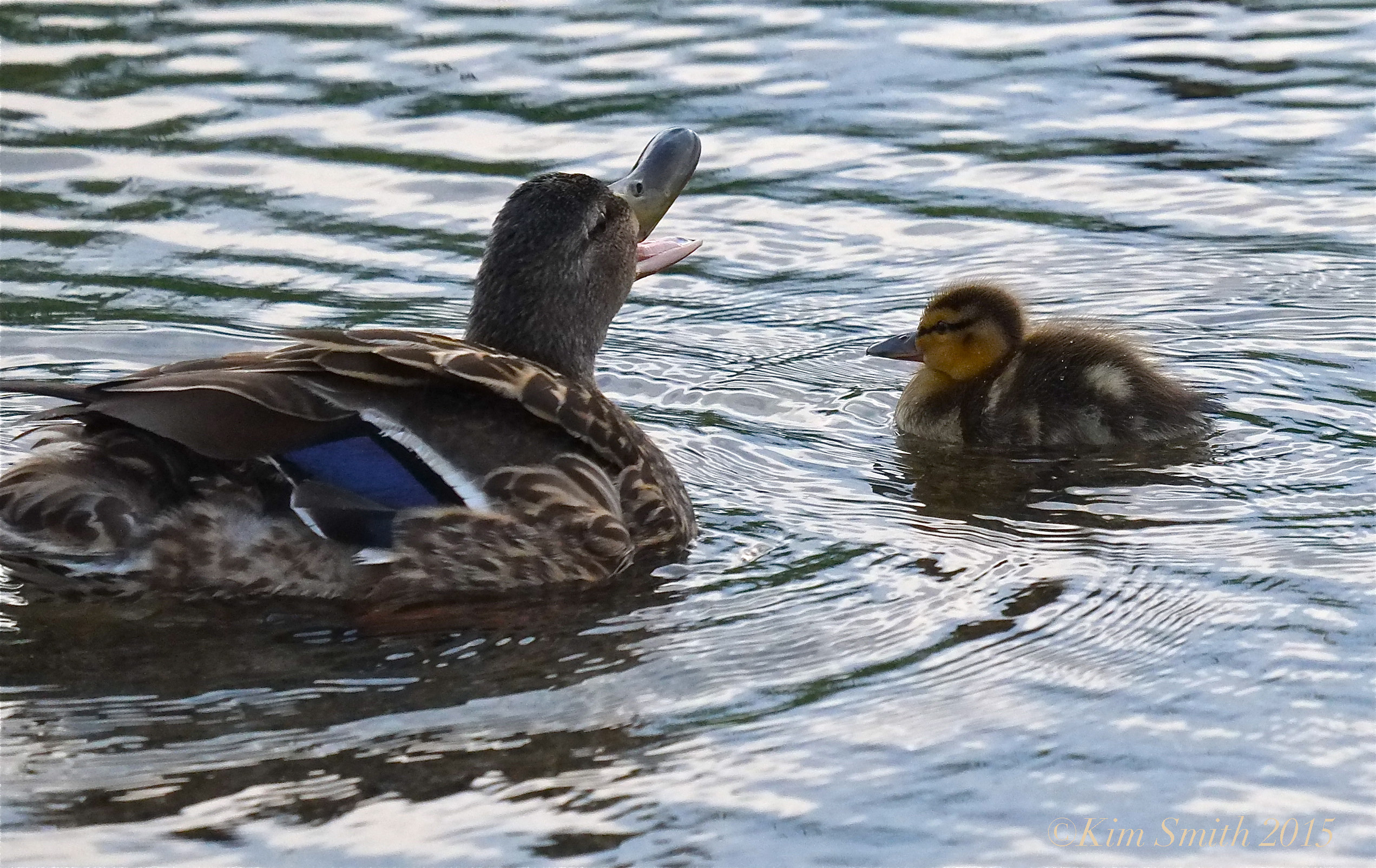 Make Way for Ducklings | Kim Smith Films