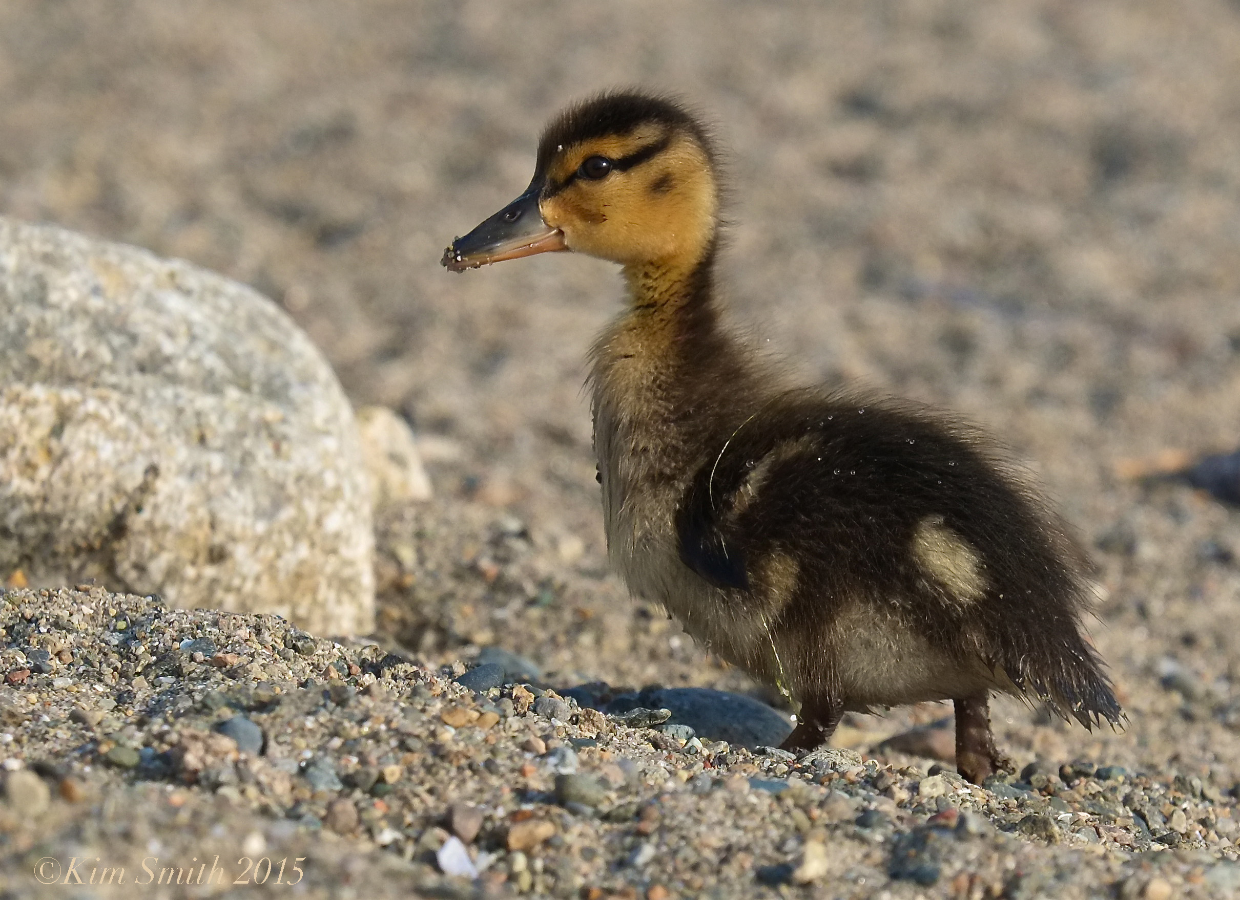 DAY 2 FILMING THE DUCKLING FAMILY | Kim Smith Films