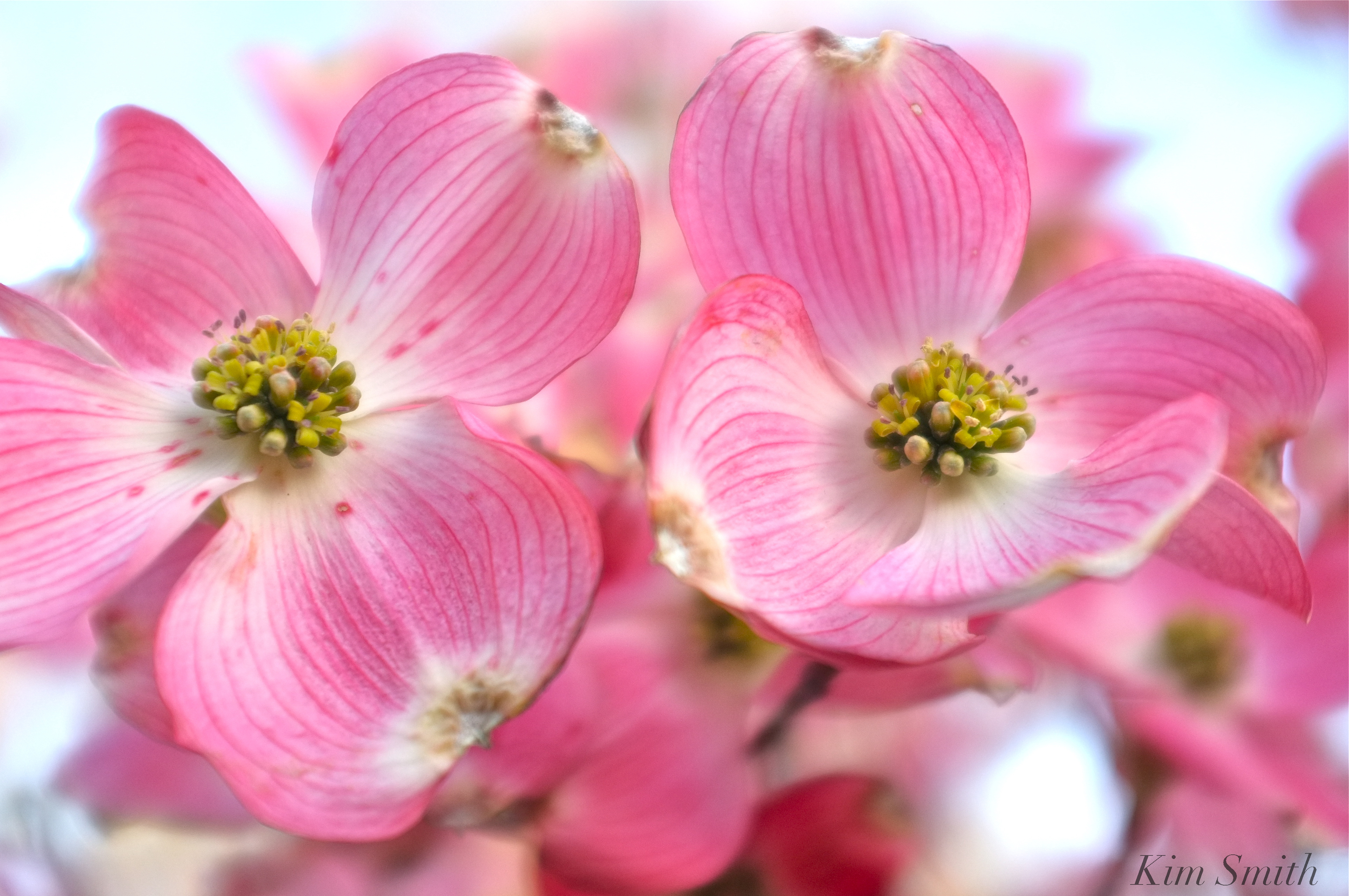 KIM SMITH POLLINATOR GARDEN PROGRAM AT MARBLEHEAD’S ABBOT LIBRARY ...