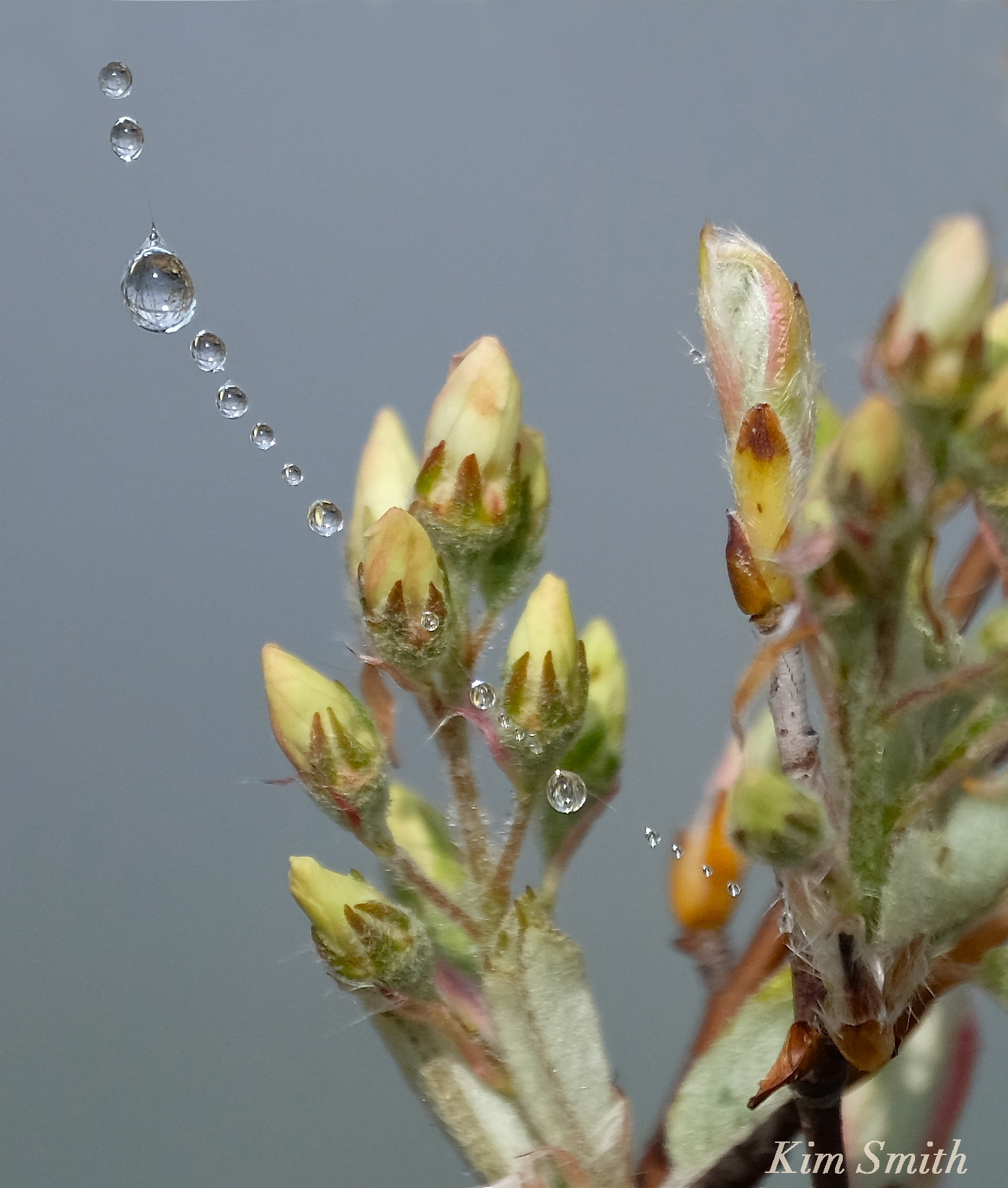 Dew drops and Shadblow -2 c Kim Smith | Kim Smith Films