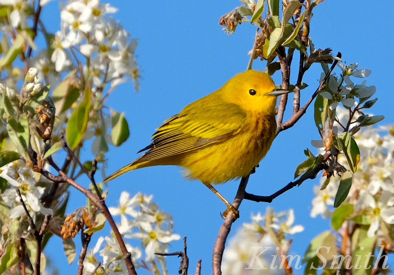 SHADBLOW, SHADBUSH, CHUCKLEBERRY TREE, SERVICEBERRY, JUNEBERRY… | Kim ...