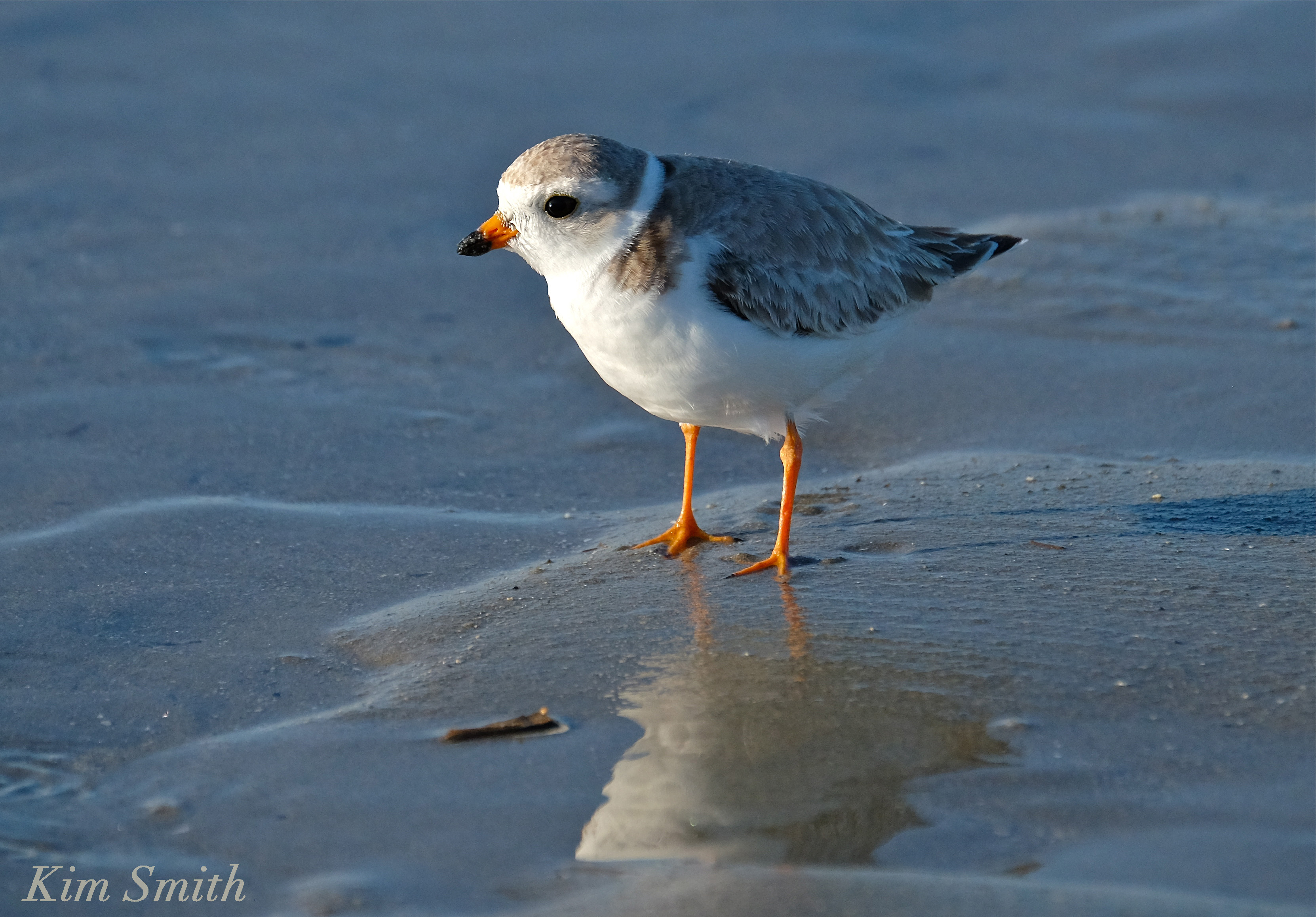 How to Tell the Difference Between Male and Female Piping Plovers | Kim ...