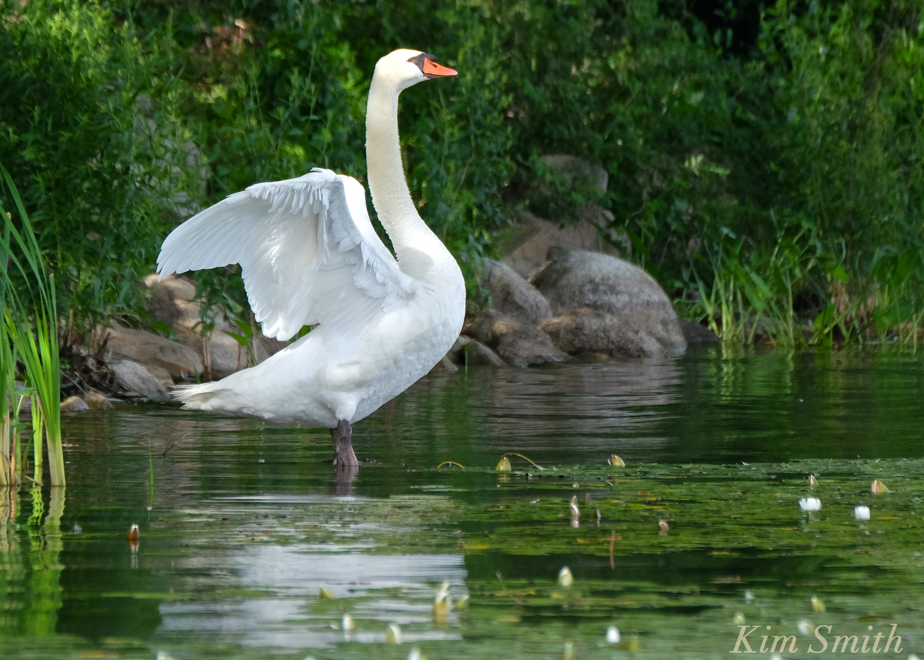 Mr. Swan Update | Kim Smith Films