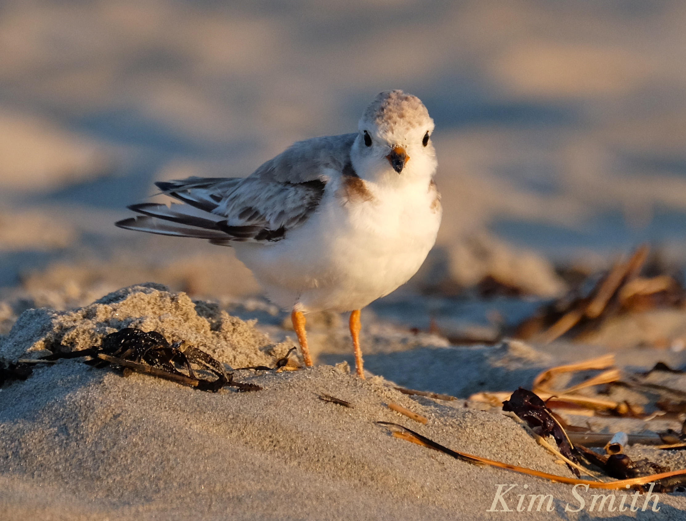 Female Piping Plover Good Harbor Beach Gloucester copyright Kim Smith ...