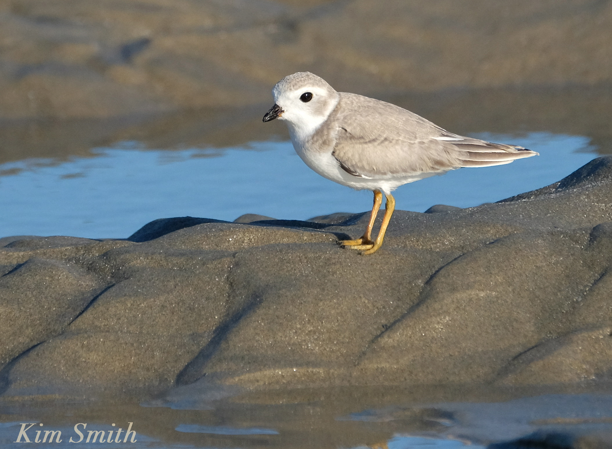 At Good Harbor Beach – Plovers Here There and Everywhere! – Tips on How ...