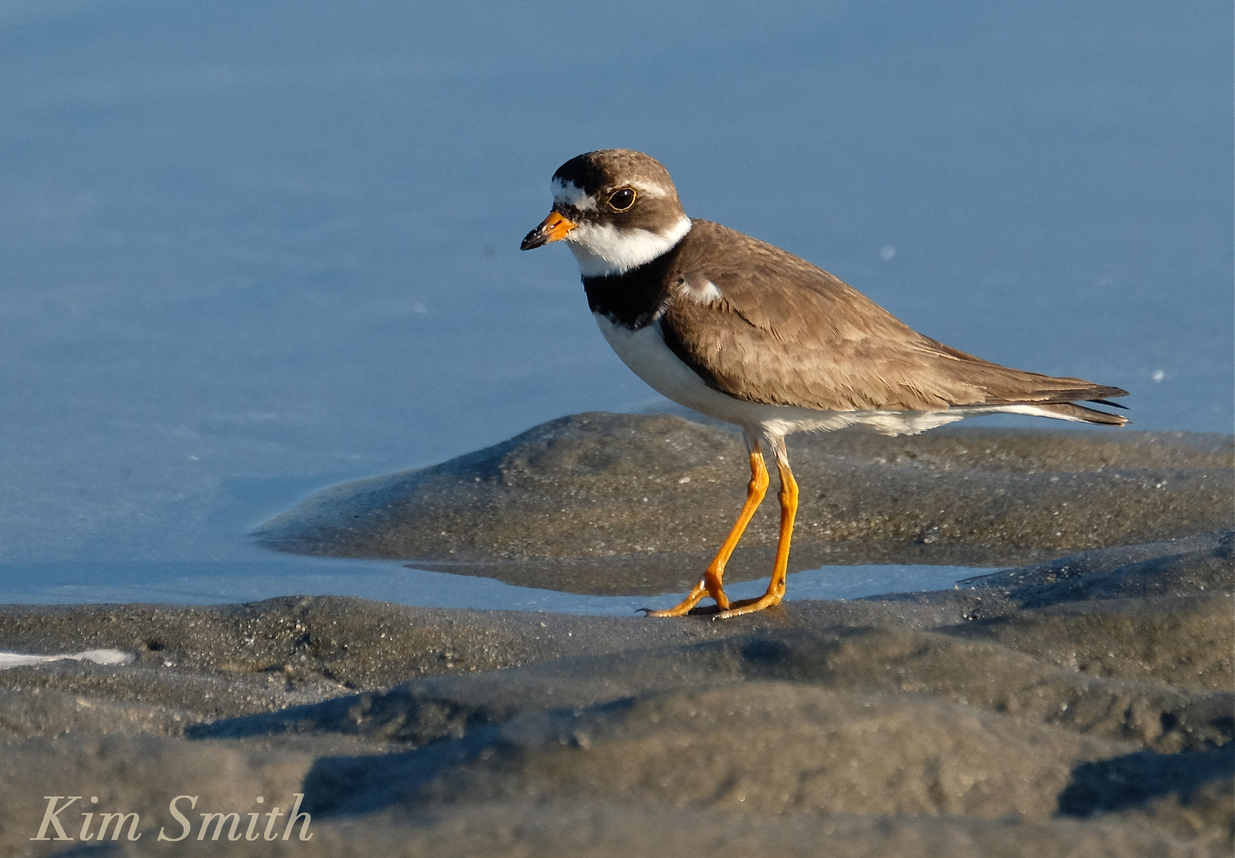 At Good Harbor Beach – Plovers Here There and Everywhere! – Tips on How ...