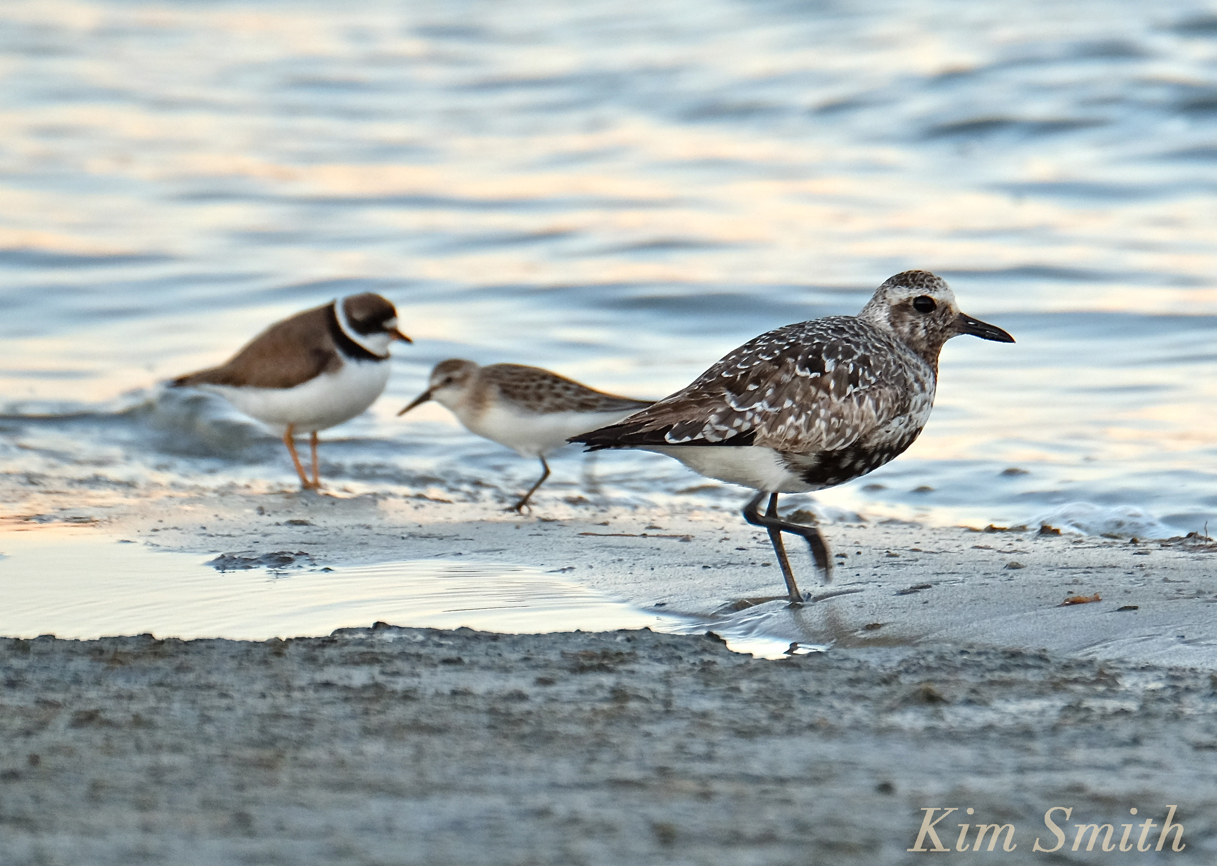 Red Knots or White-rumped Sandpiper?, Piping Plovers, Black-bellied ...