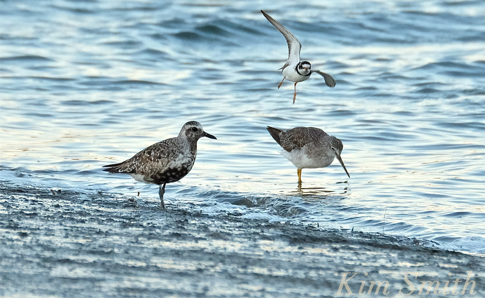 Black Bellied Plover, Yellow Leg, Semipalmated Plover copyright Kim ...