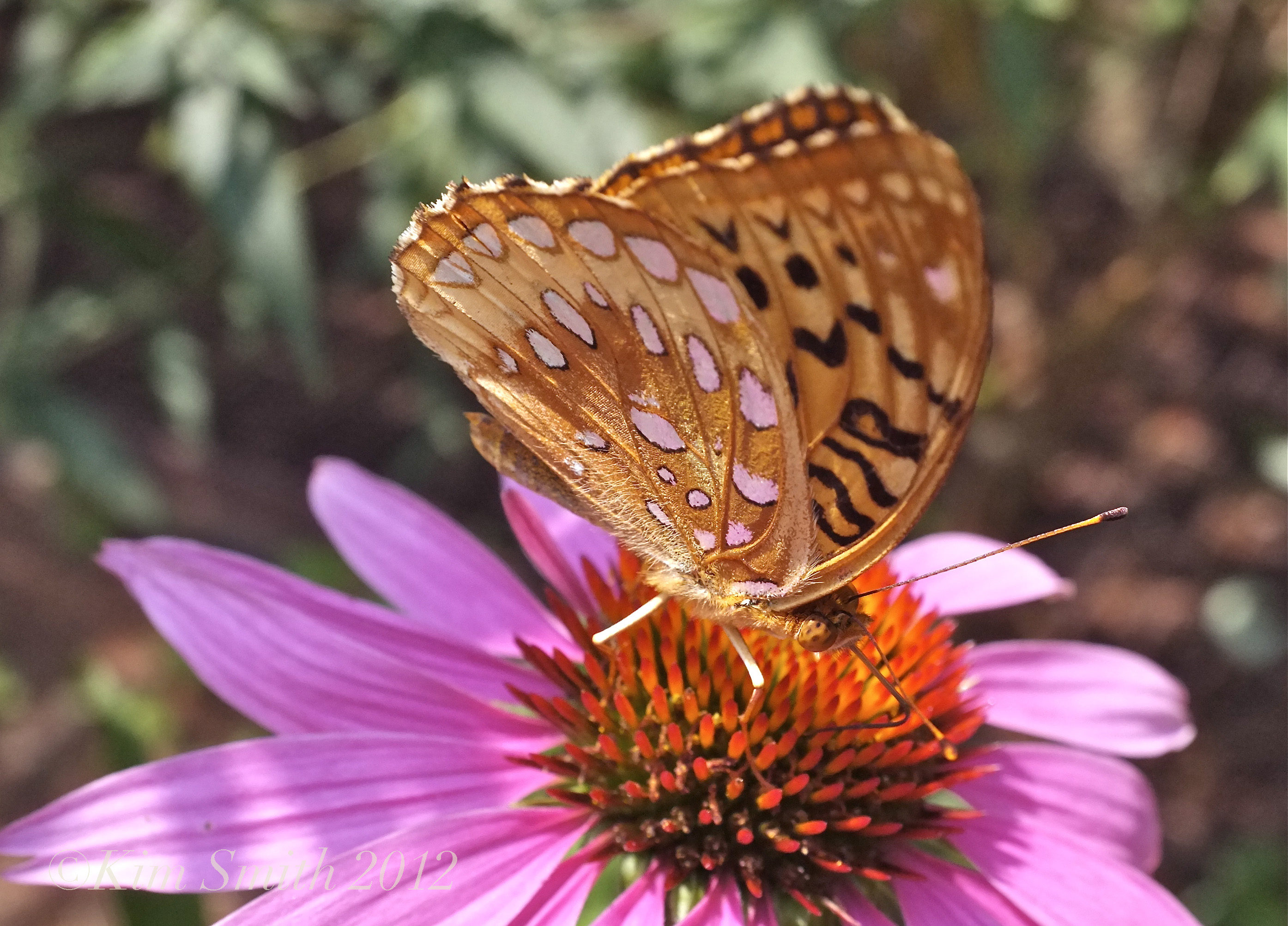 Vote Today to Choose the Massachusetts State Butterfly! | Kim Smith Films