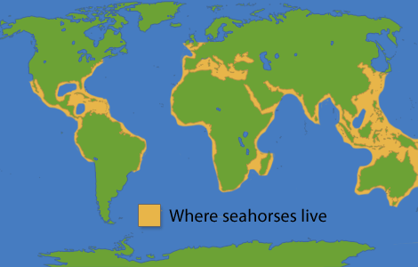 seahorse-map | Kim Smith Films