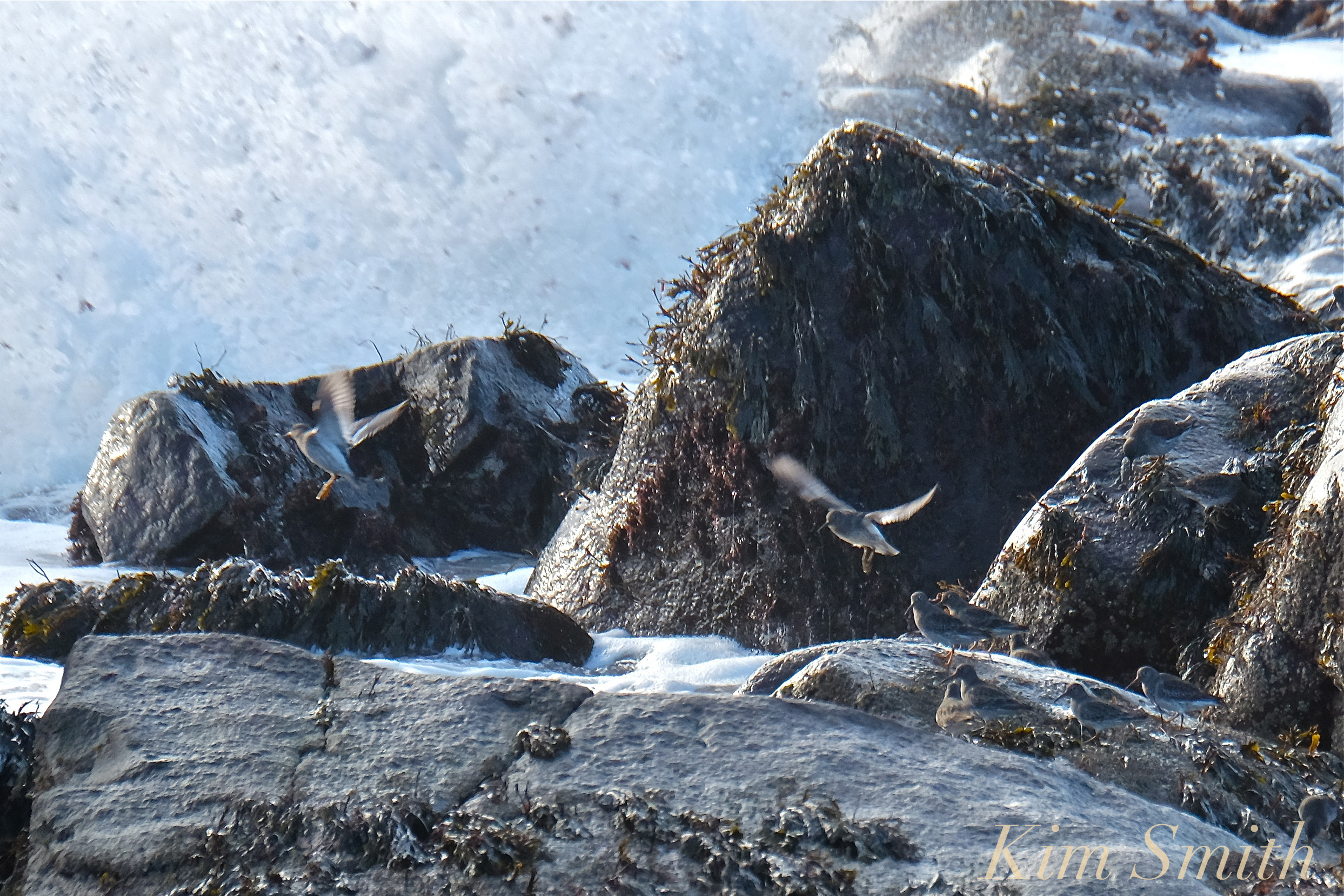 sandpipers-back-shore-gloucester-waves-copyright-kim-smith | Kim Smith ...