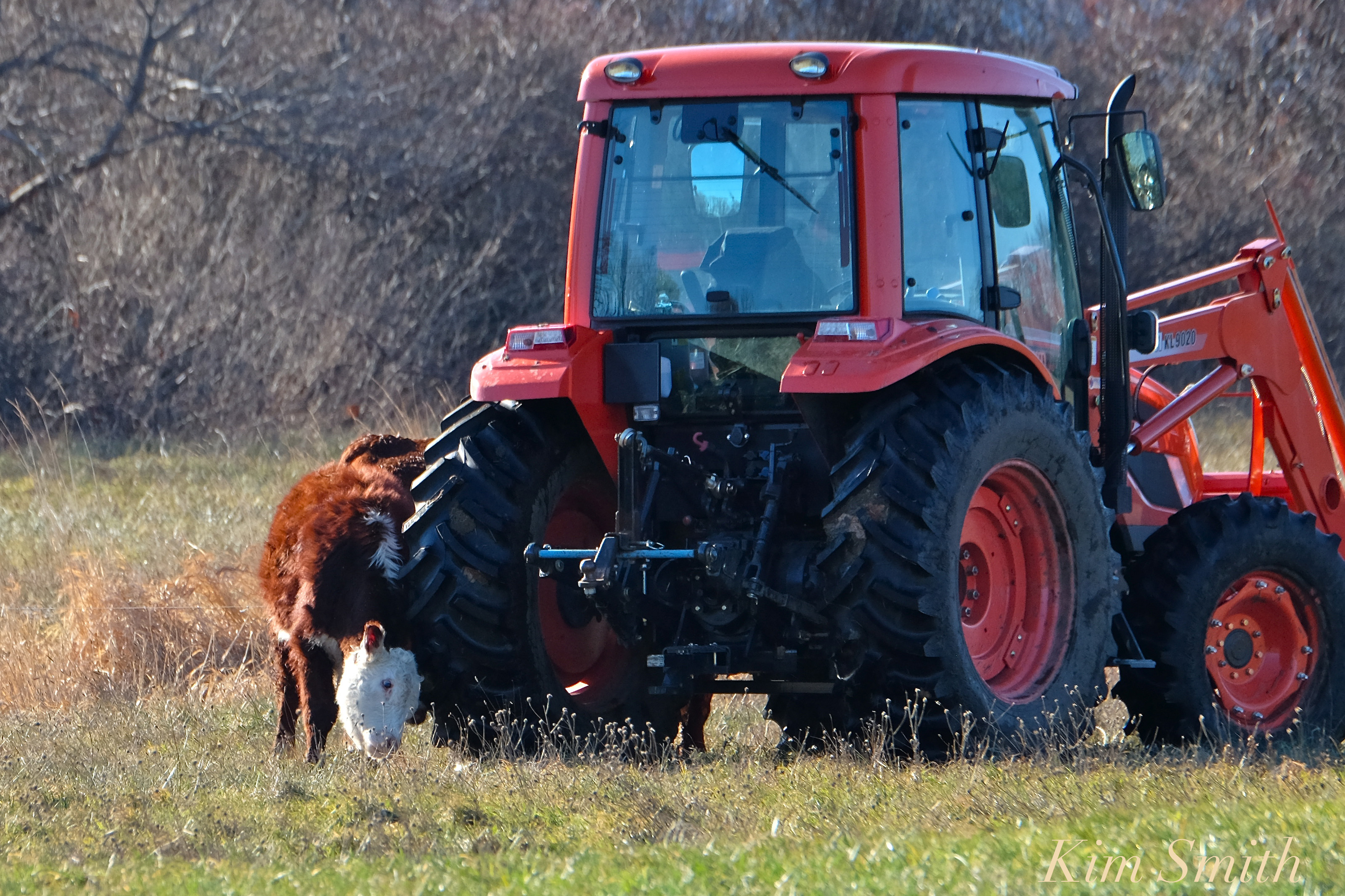 seaview-farm-tractor-and-cow-copyright-kim-smith | Kim Smith Films