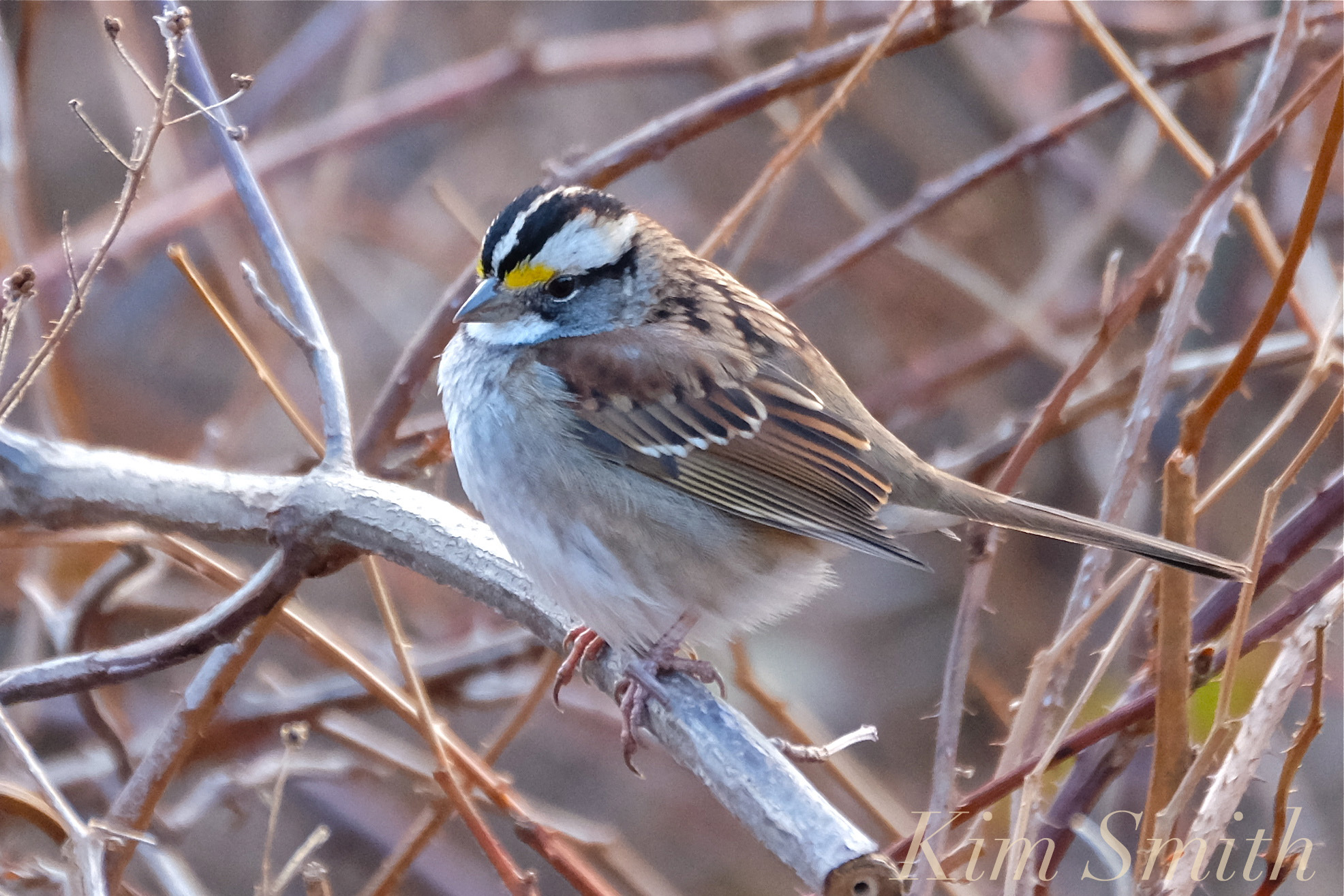 white-throated-sparrow-copyright-kim-smith | Kim Smith Films