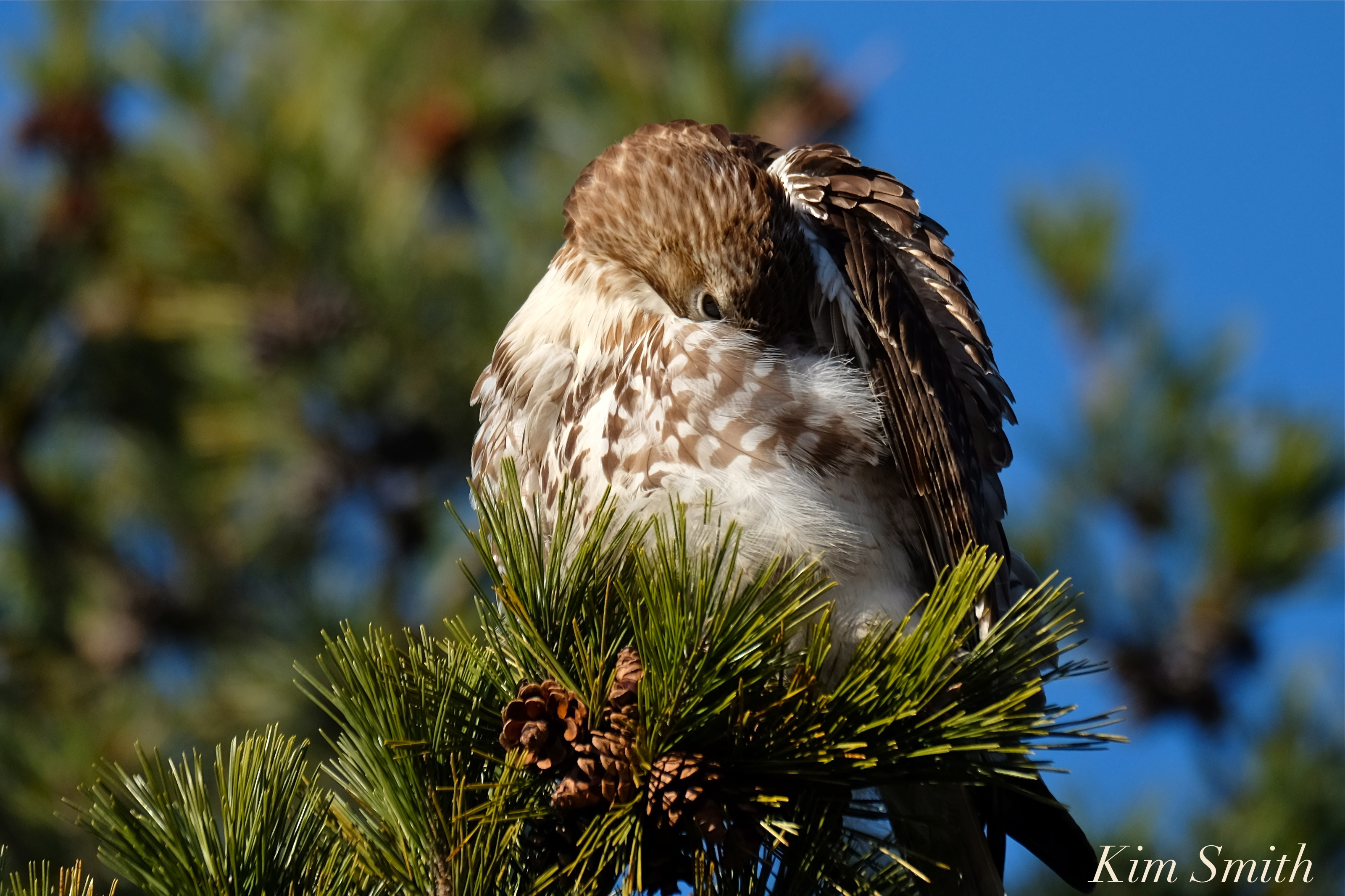 red-tailed-hawk-preening-2-copyright-kim-smith | Kim Smith Films