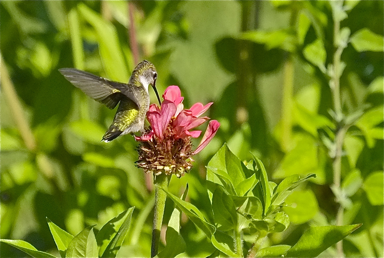 Save the Date for My Upcoming Pollinator Garden Program at the Sawyer ...