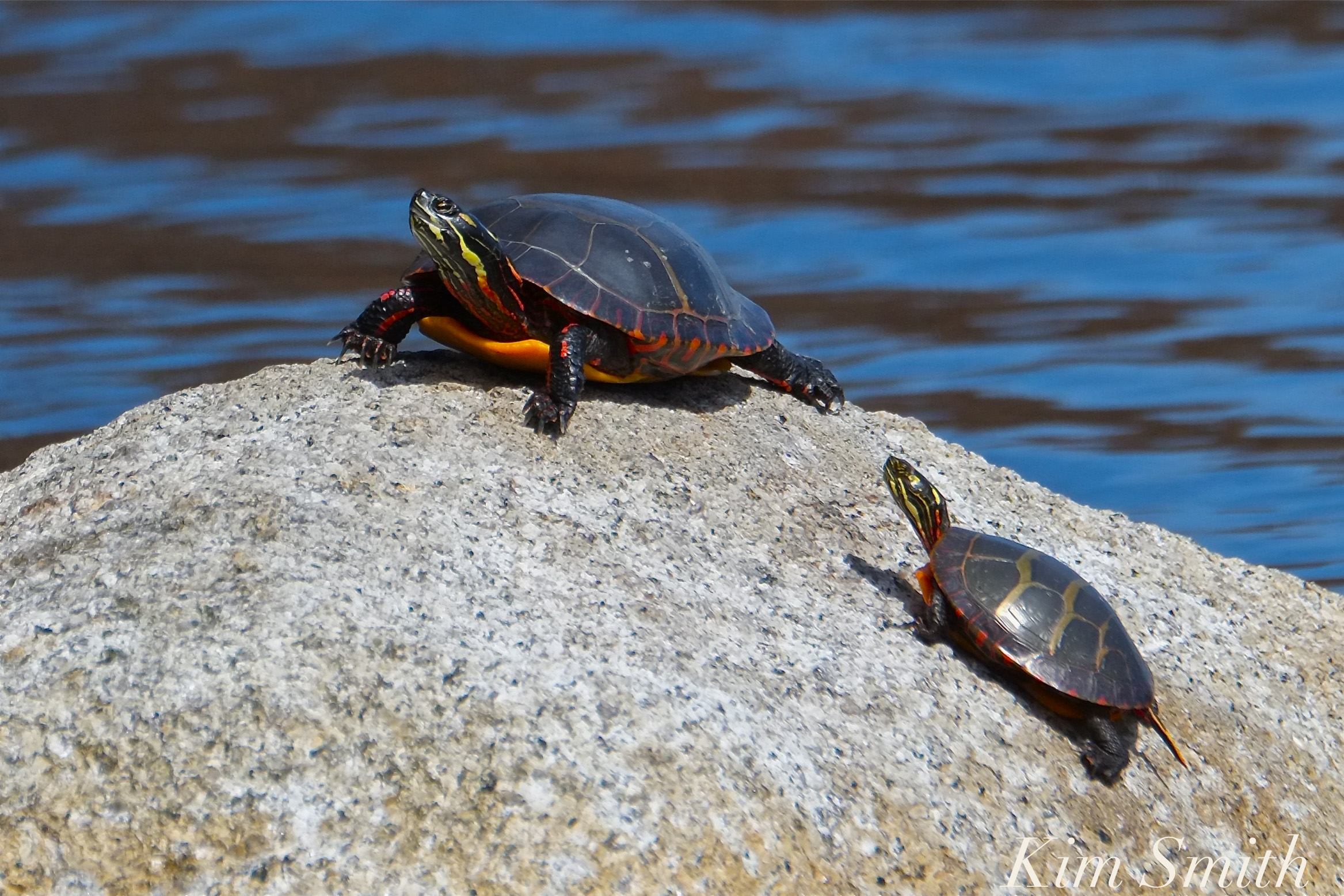 Adult and Baby Painted Turtles copyright Kim Smith | Kim Smith Films