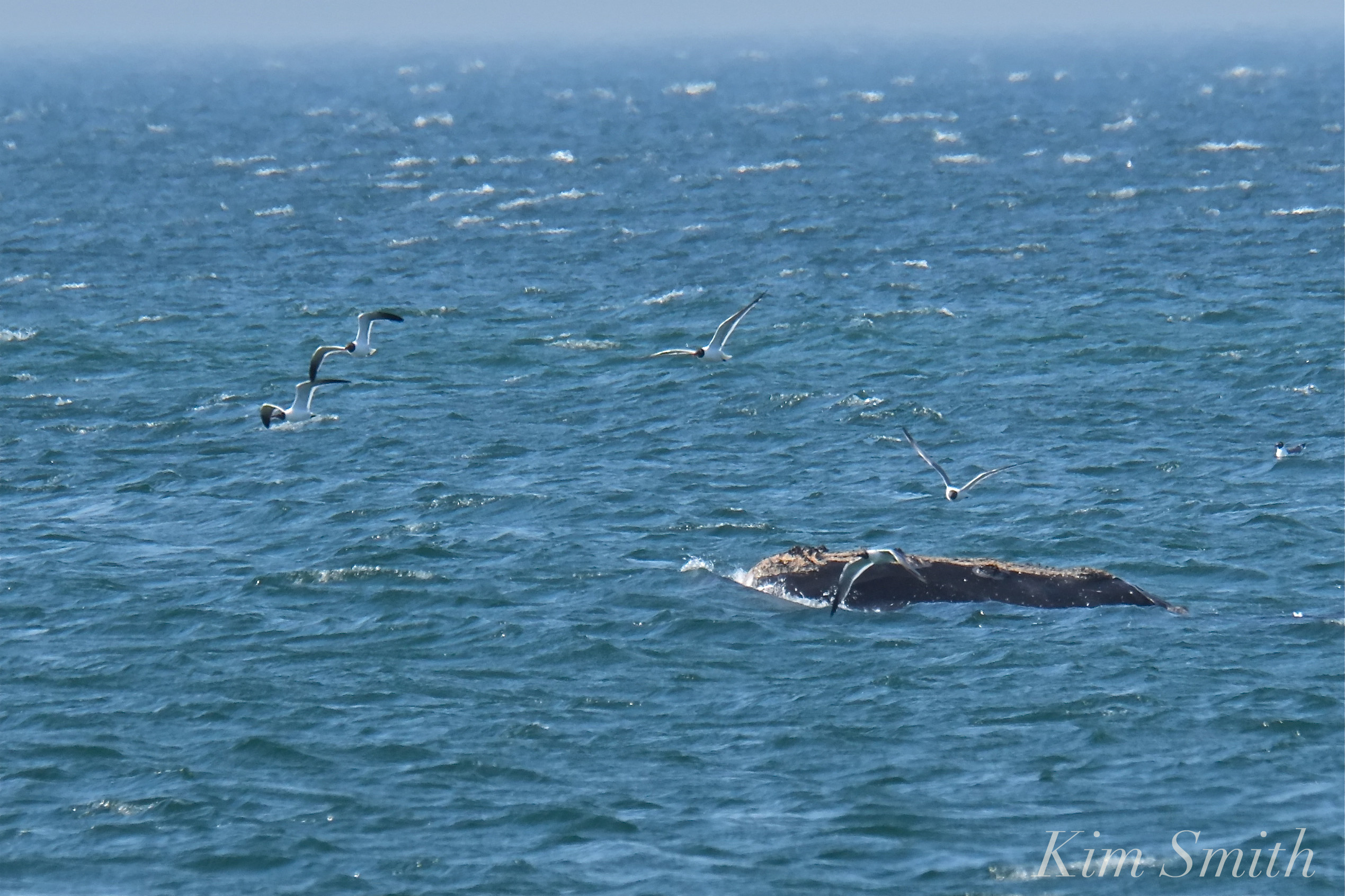 Right Whale Laughing Gull Provincetown 2017 copyright Kim Smith | Kim ...