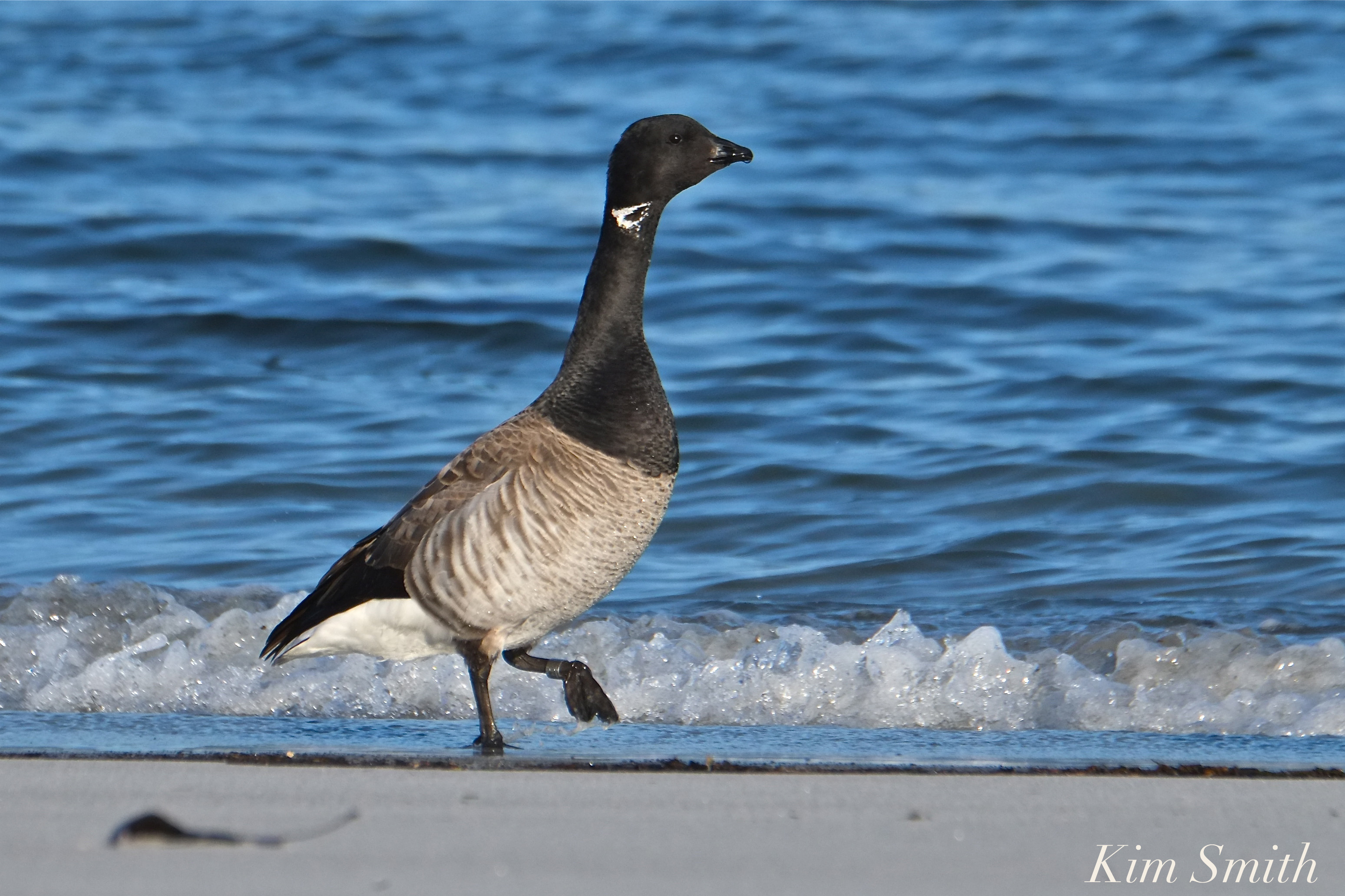 Brant Goose copyright Kim Smith | Kim Smith Films