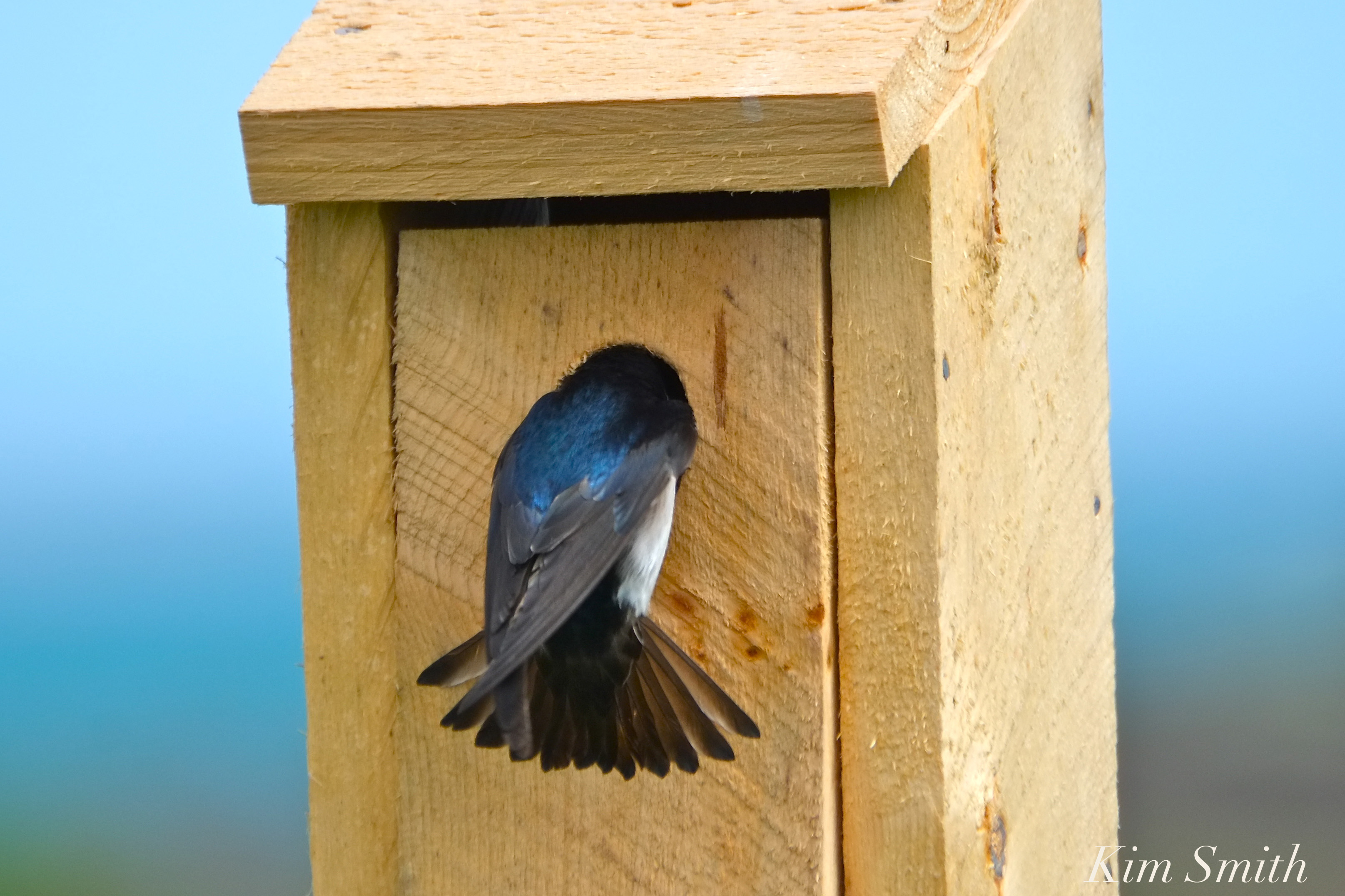 Tree Swallows Nesting Box copyright Kim Smith | Kim Smith Films