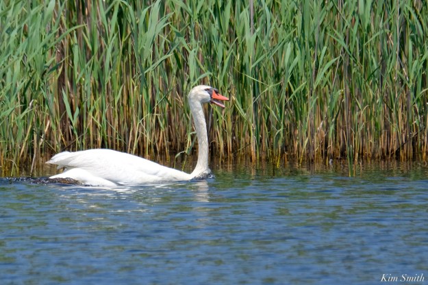 Mr. Swan in the Boston Globe! | Kim Smith Films