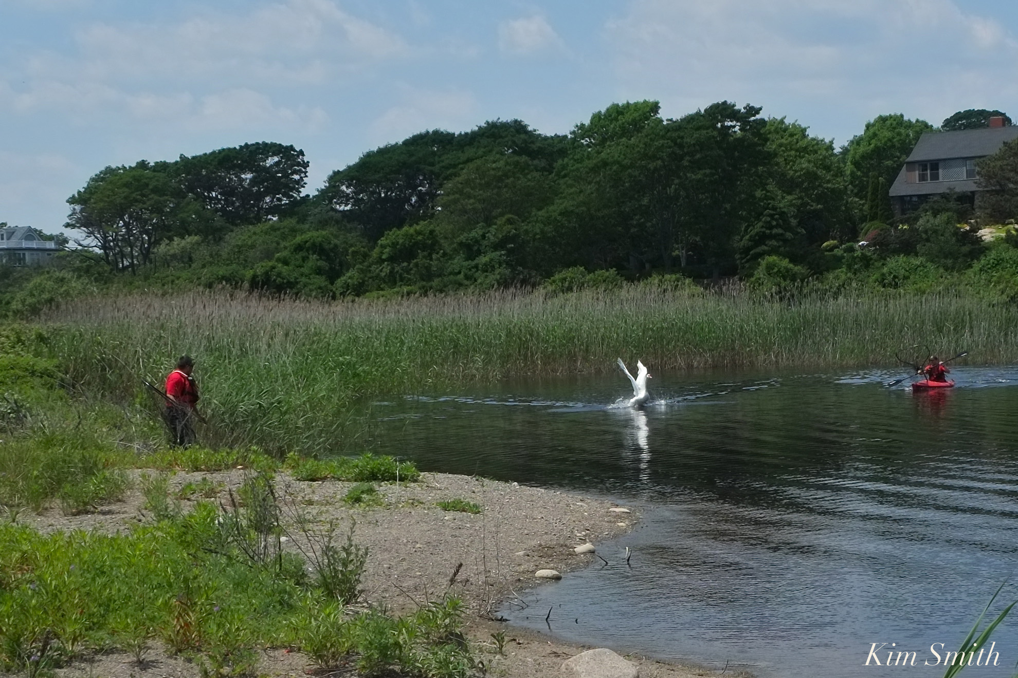 Mr. Swan Capture Update | Kim Smith Films