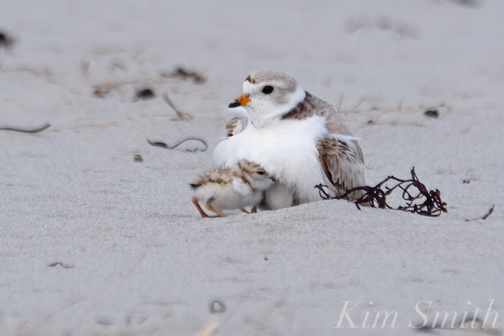 Piping Plover Chicks One Day Old and Mom -3 Good Harbor Beach copyright ...