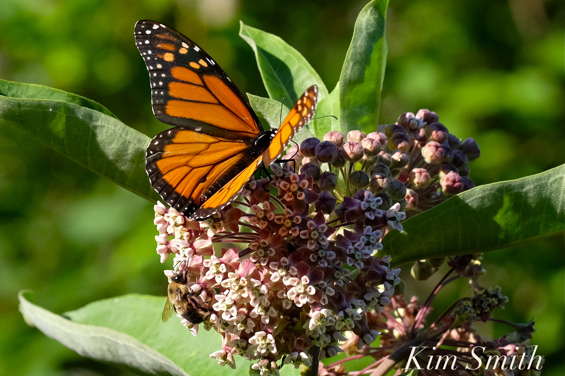 Monarch and Bee Common Milkweed Patti Papow garden copyright Kim Smith ...