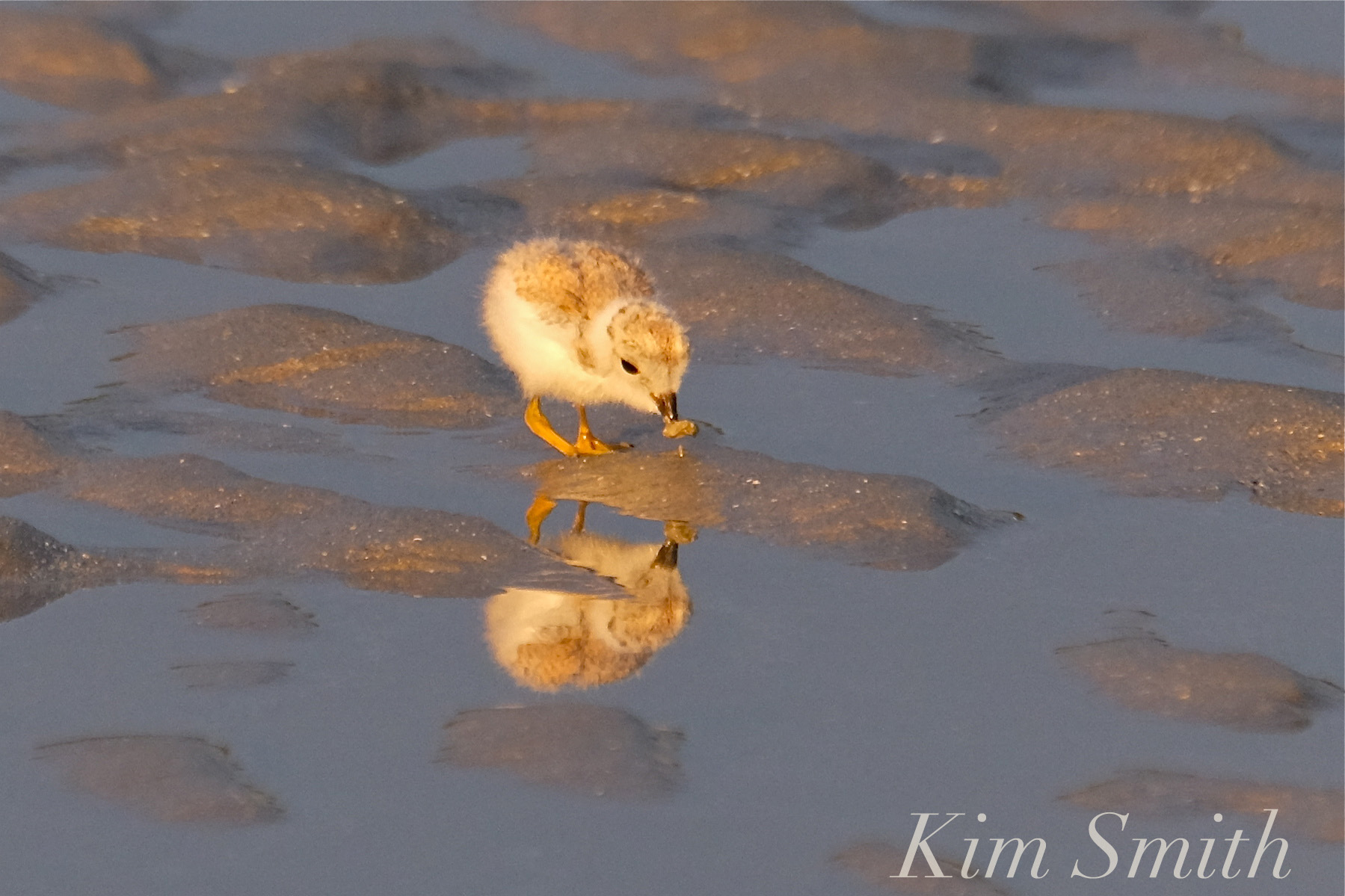 What Do Piping Plovers Eat? | Kim Smith Films