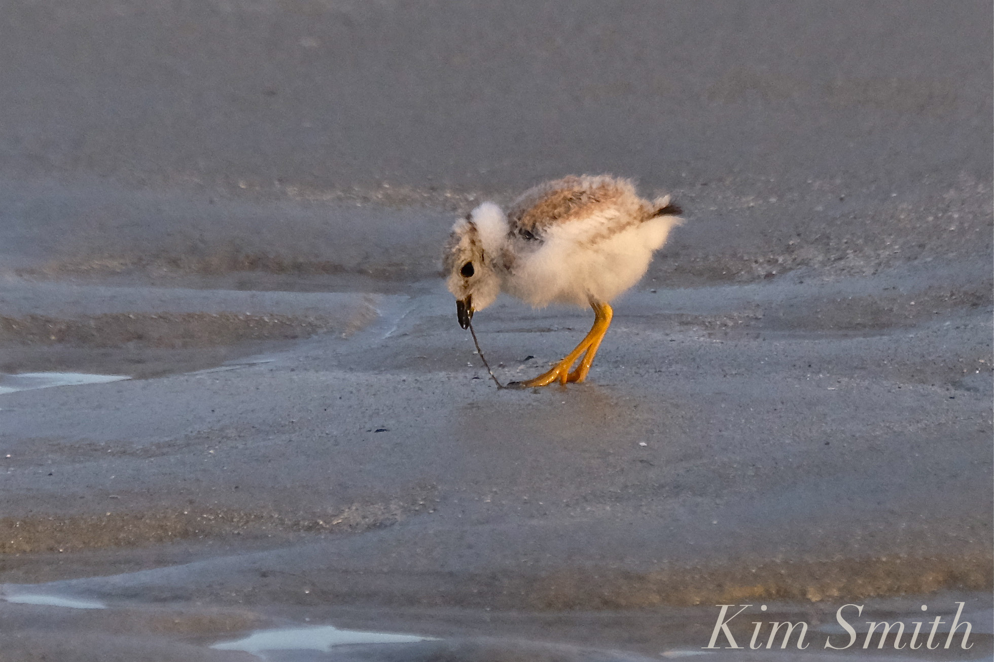 What Do Piping Plovers Eat? | Kim Smith Films