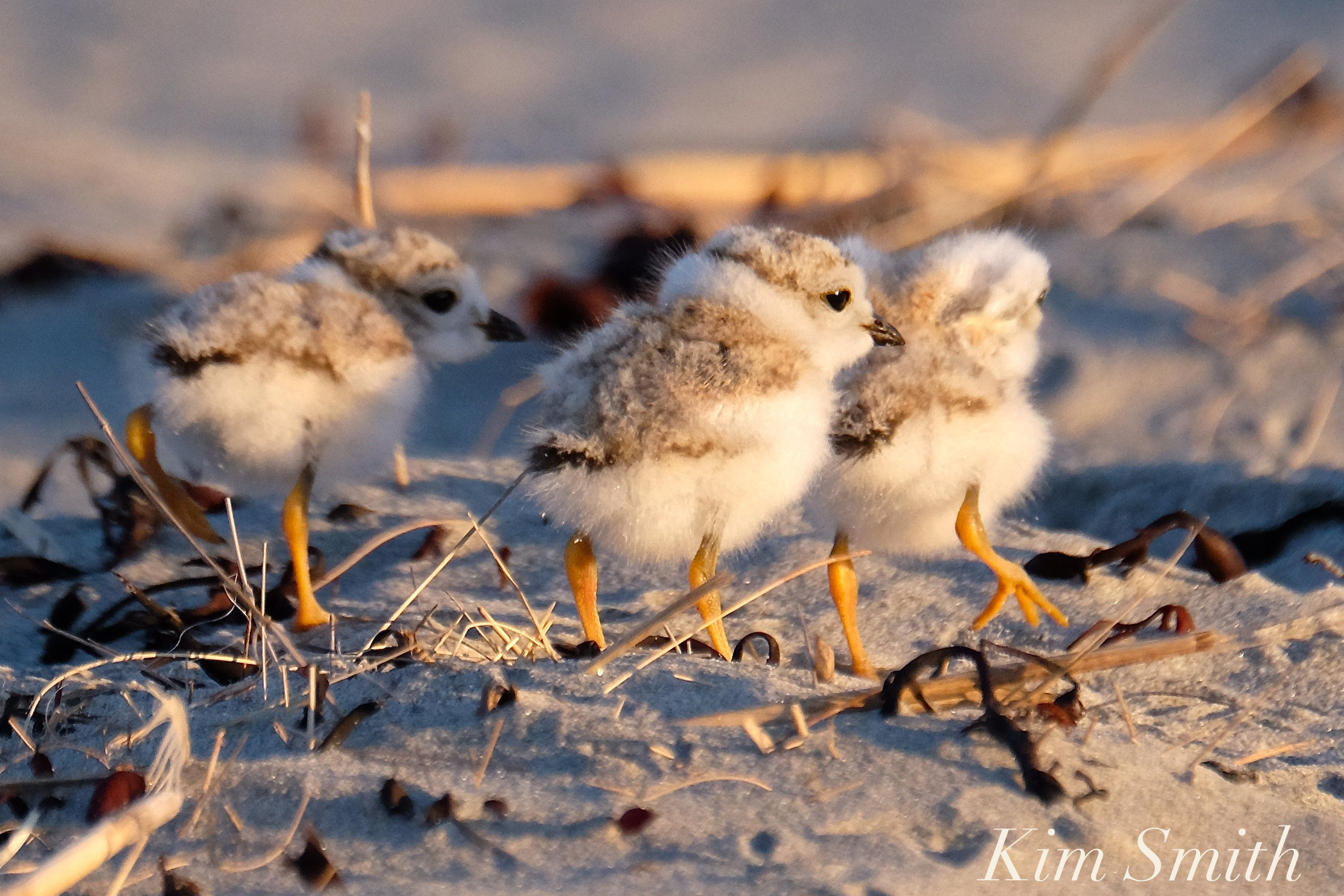 GOOD HARBOR BEACH PIPING PLOVERS DAY THIRTEEN | Kim Smith Films