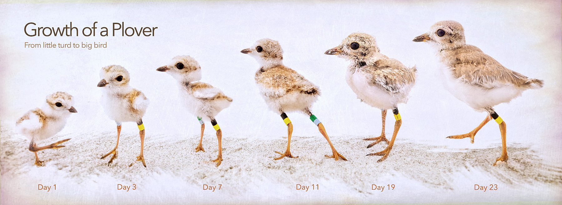 OUTSTANDING PIPING PLOVER GROWTH CHART | Kim Smith Films