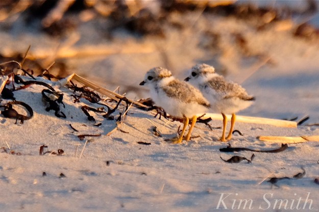 INJURED PIPING PLOVER UPDATE #2 | Kim Smith Films