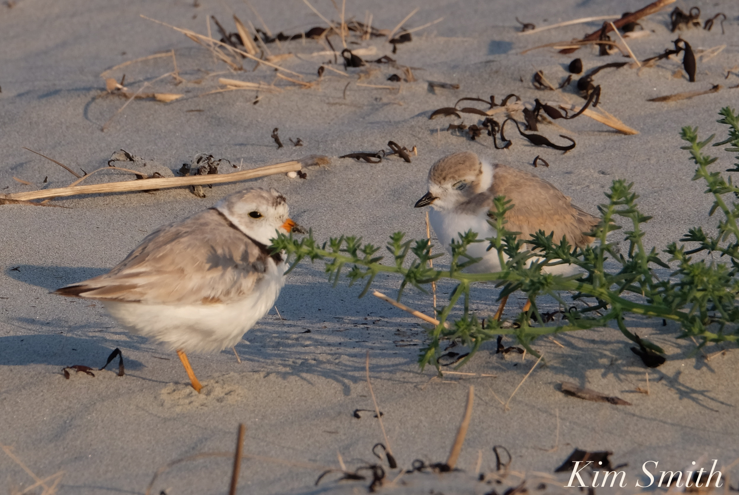 Thirty one day old Piping Plover Male Plover copyright Kim Smith | Kim ...