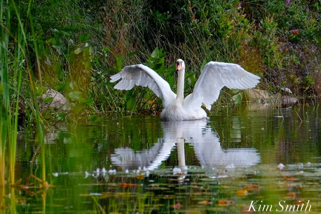 MR. SWAN AND THE “NEW GIRL” UPDATE | Kim Smith Films