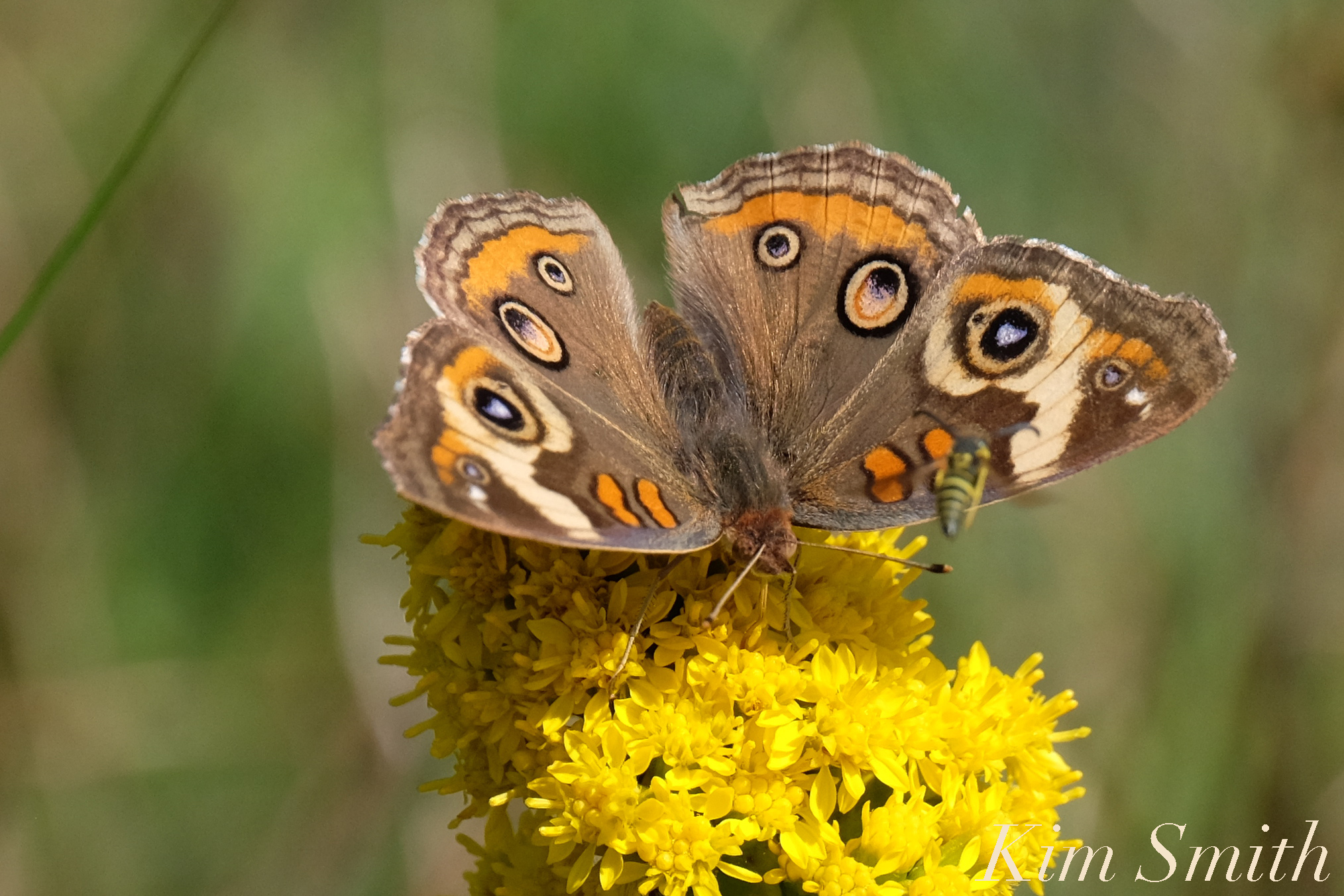 SCARY BUCKEYES AND THANK YOU MONARCH BUTTERFLY FILM DONORS FOR YOUR ...