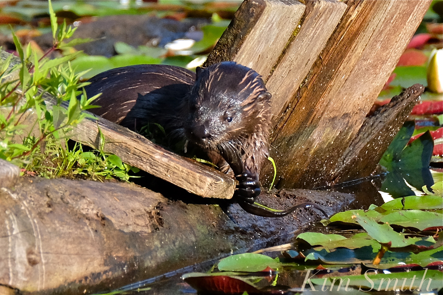 What Do River Otters Eat Kim Smith Films