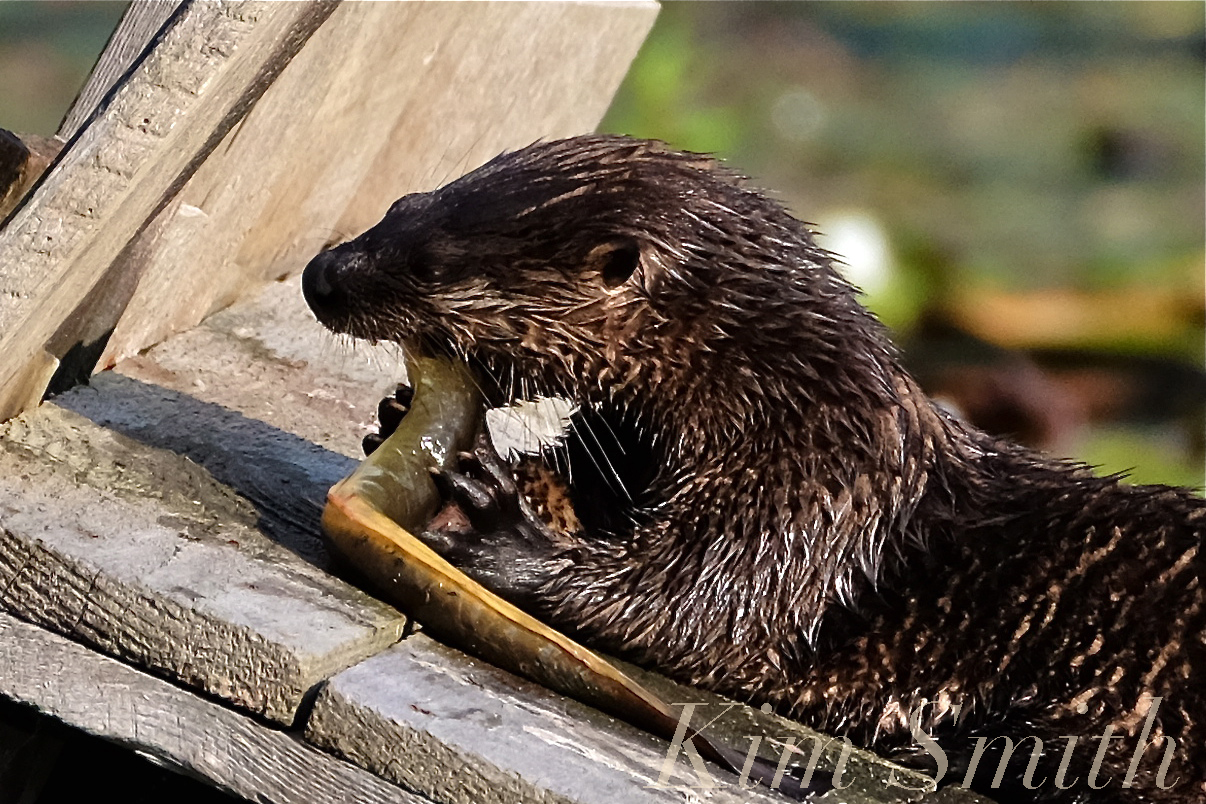 What Do River Otters Eat Kim Smith Films