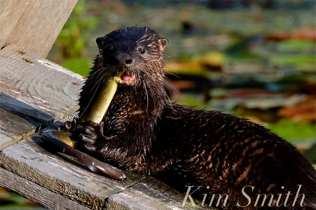 What Do River Otters Eat Kim Smith Films