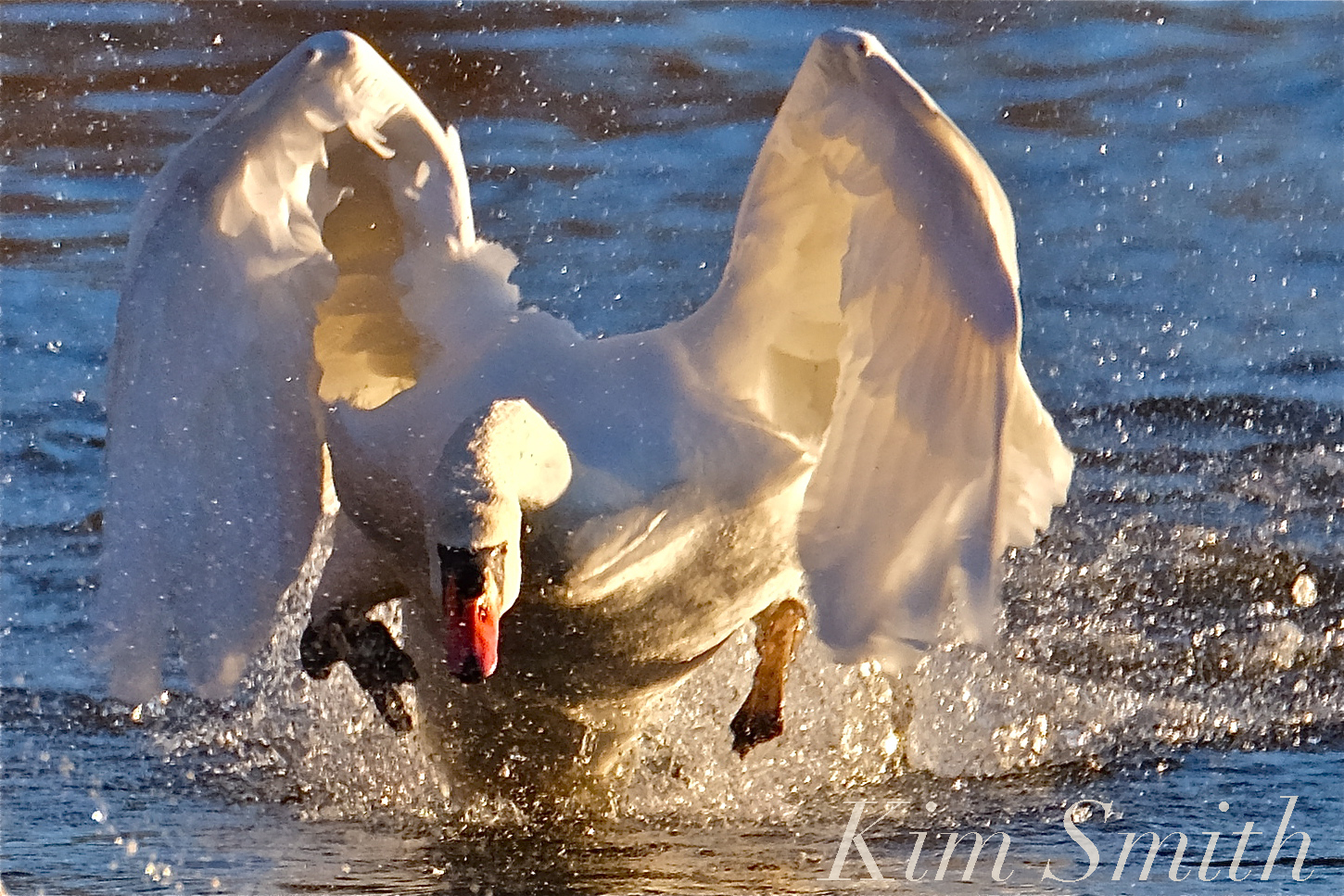 IS MR. SWAN TRYING TO SCARE THE BEJESUS OUT OF THE YOUNG SWAN? | Kim ...