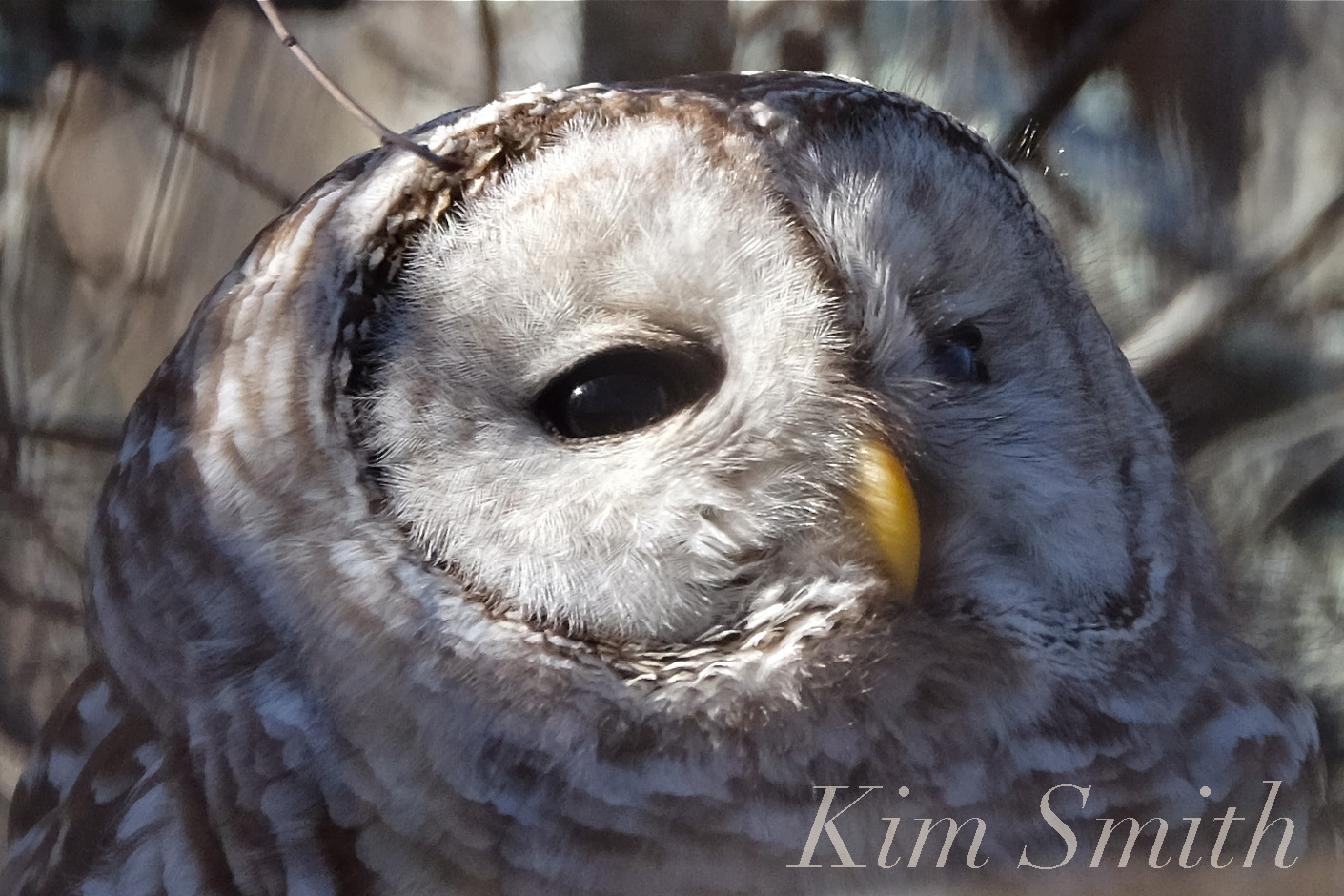 barred-owl-strix-varia- -copyright-kim-smith | Kim Smith Films