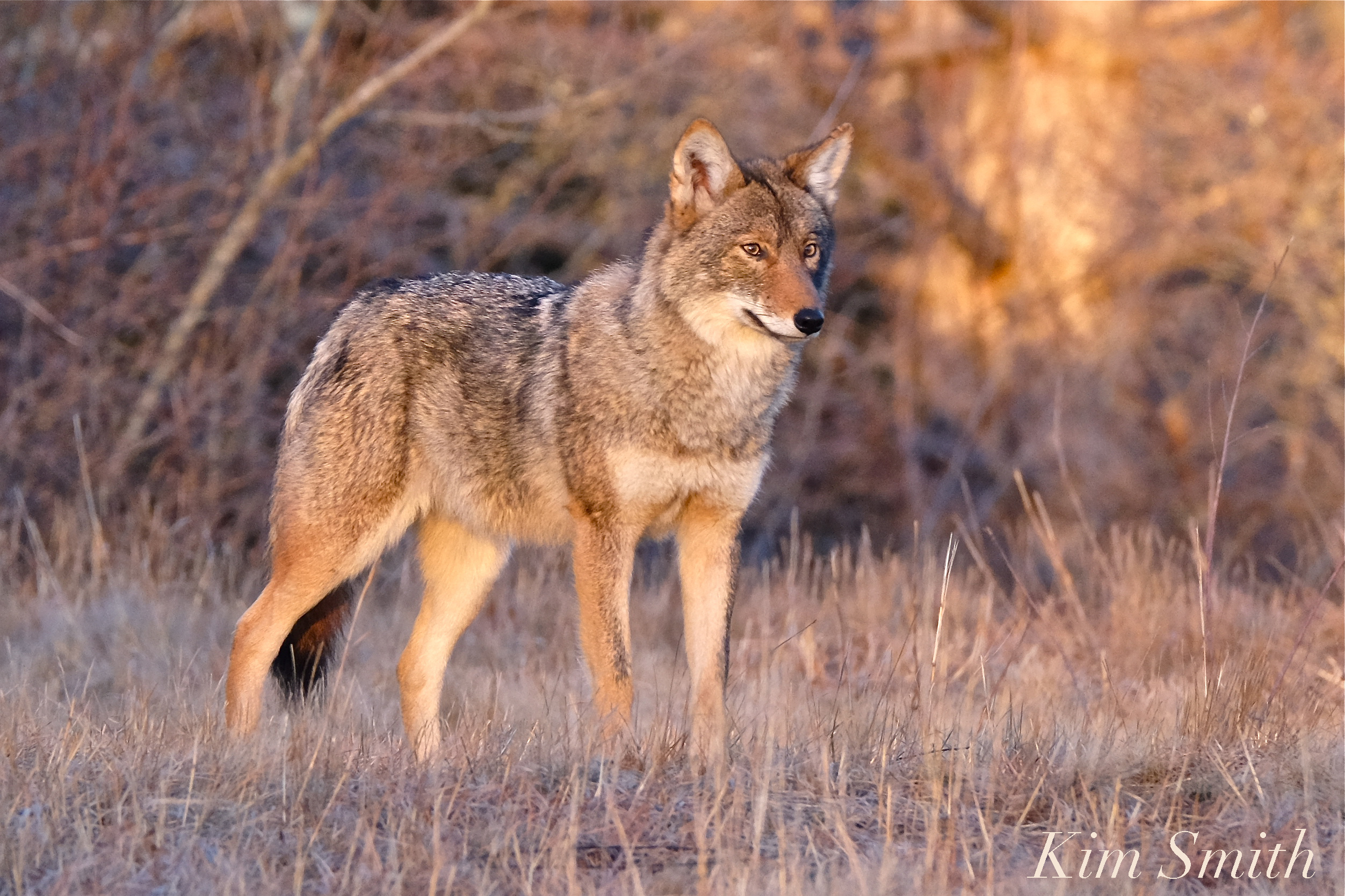 Eastern Coyote Canis latrans var. Gloucester MA -3 copyright Kim Smith ...