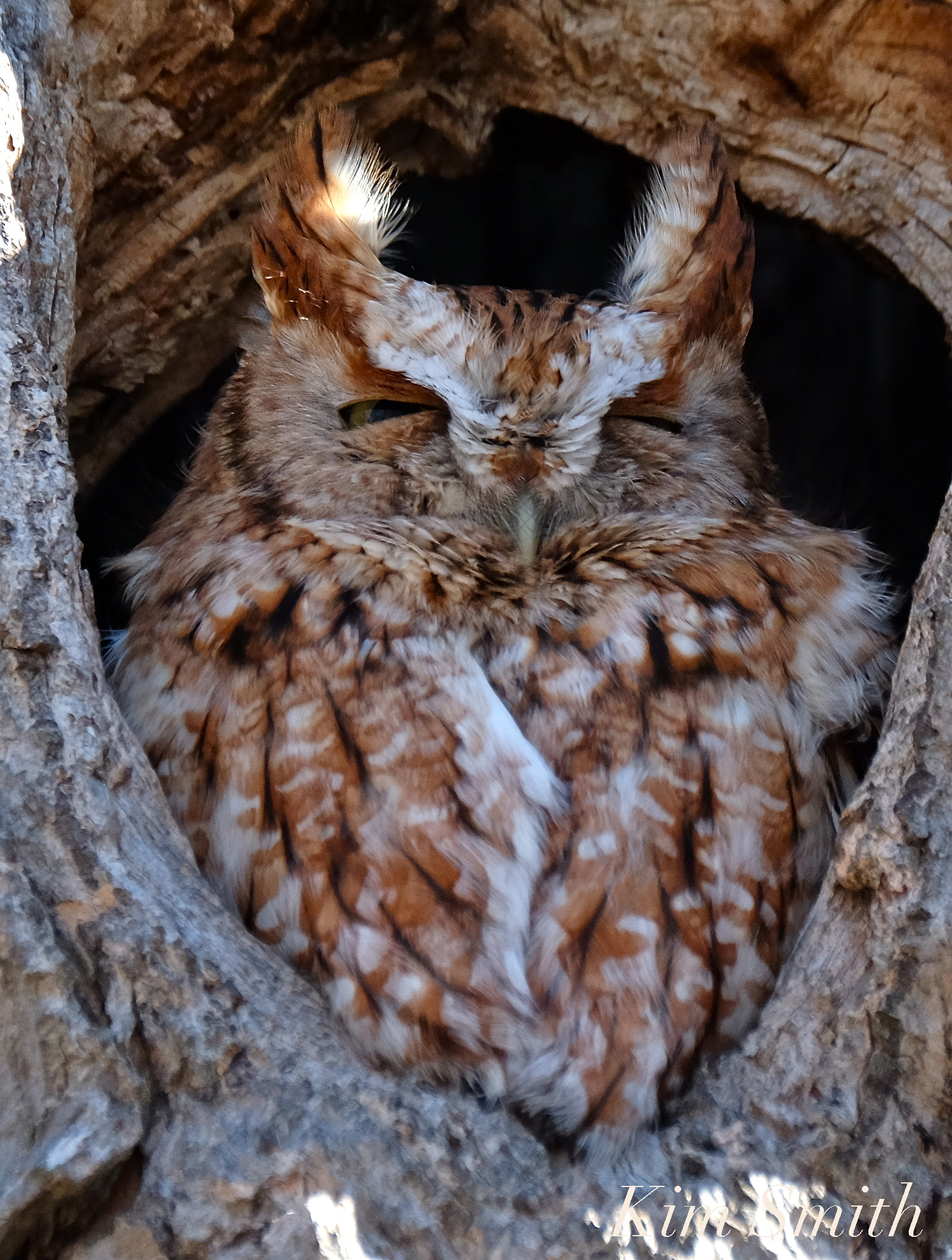 Eastern Screech Owl Red-morph copyright Kim Smith | Kim Smith Films