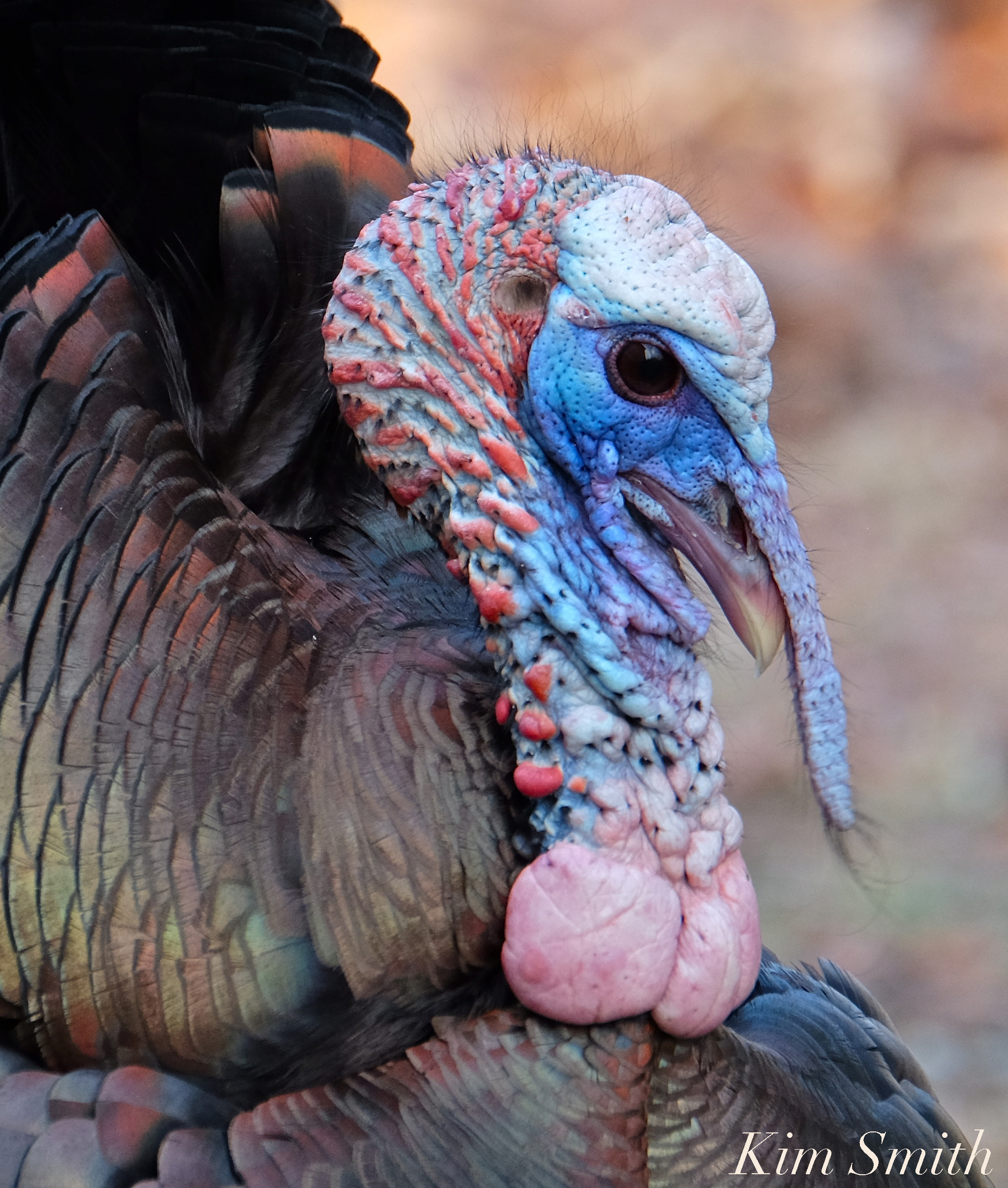 Eastern Turkey Male -2 copyright Kim Smith | Kim Smith Films