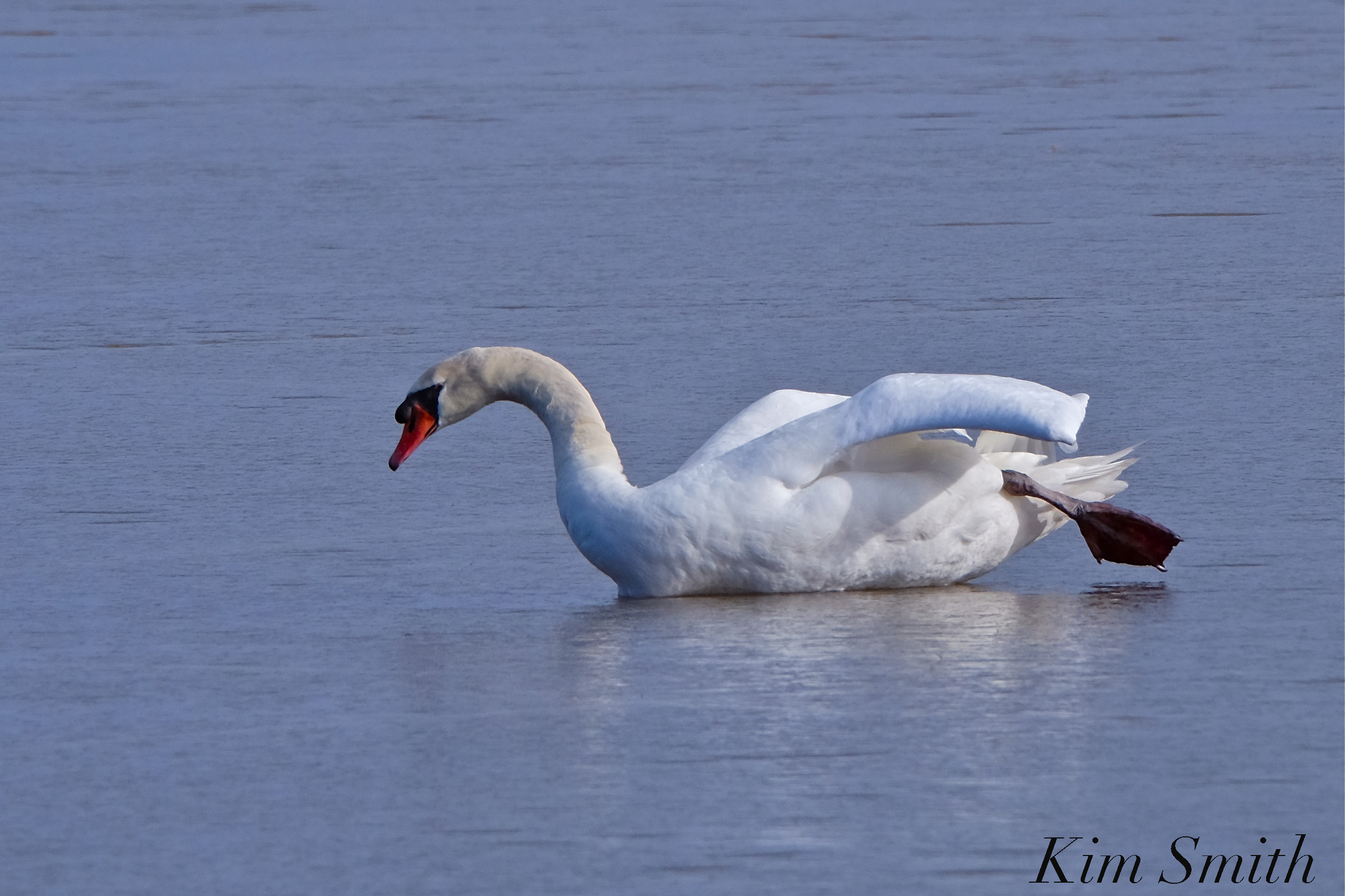 Mr. Swan Rescue Update and a Pair of Mysterious Swans Arrive at Niles ...